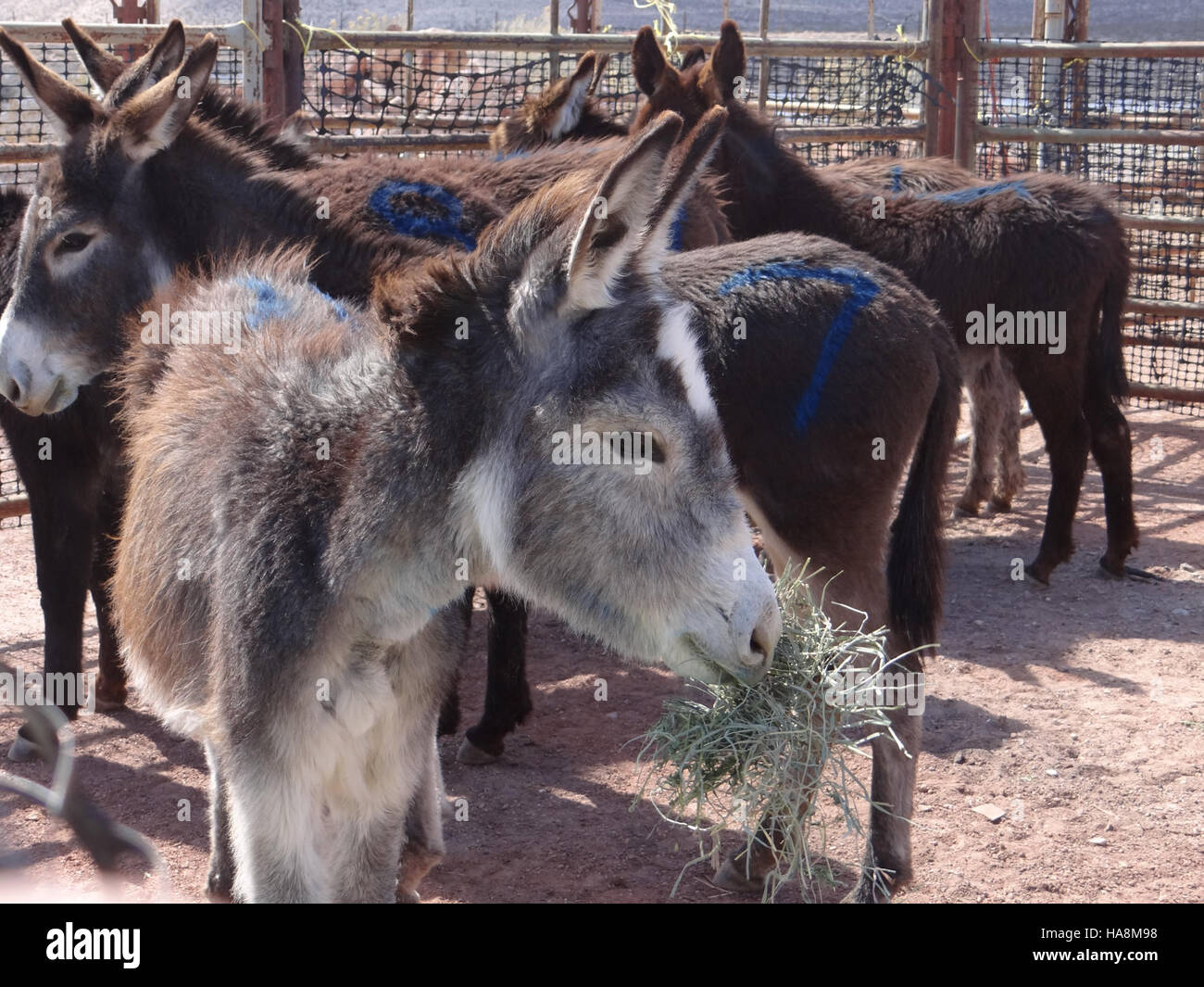 A wild burro gather took place in the Bullfrog Herd Management Area ...