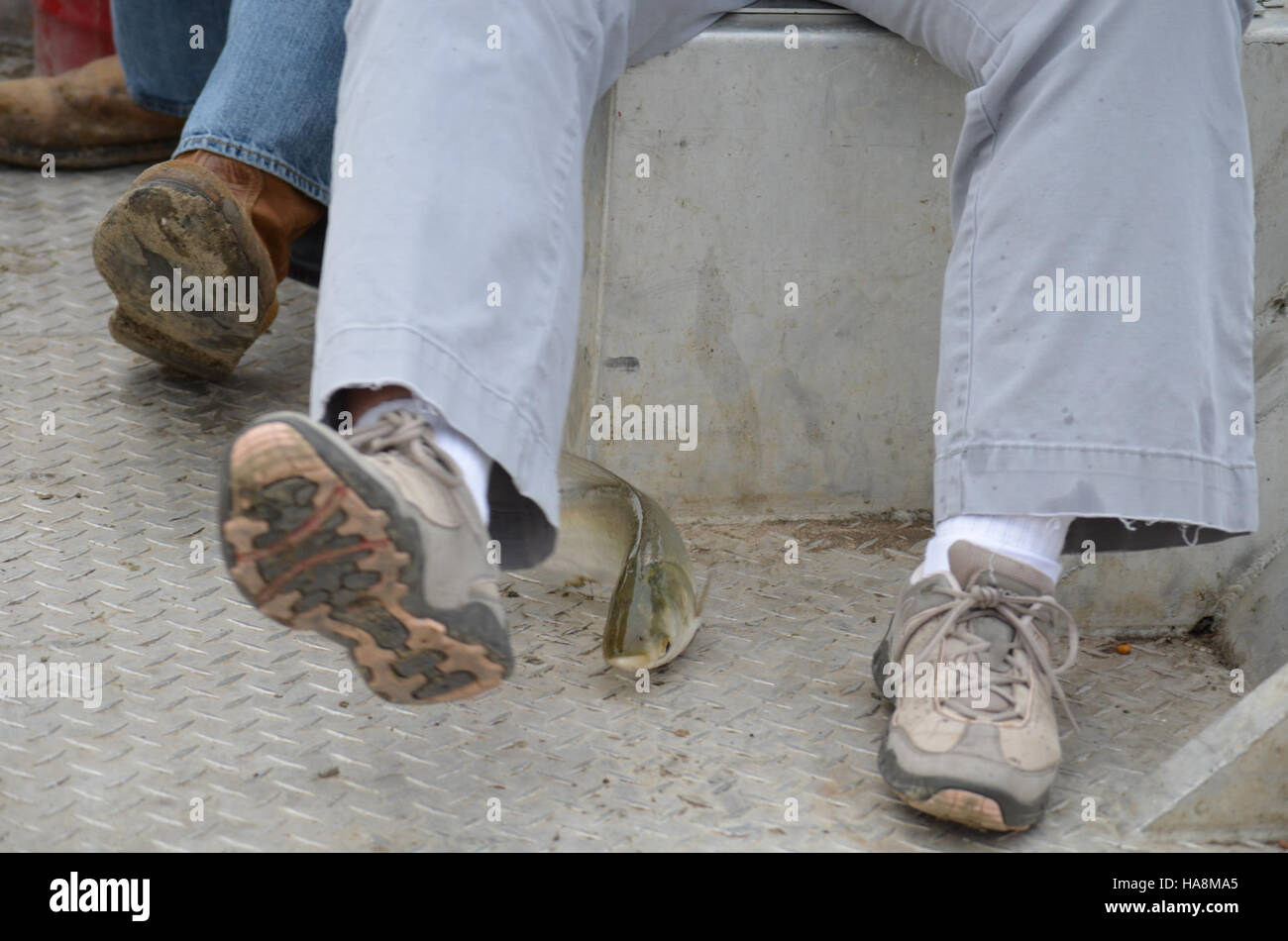 A person pulls a carp from a boat in a national park, illustrating the ...