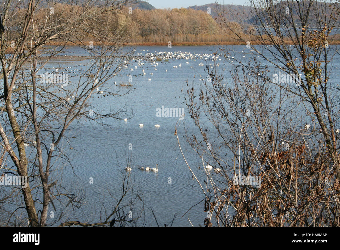 Tundra swans migrate through national parks, particularly in the ...