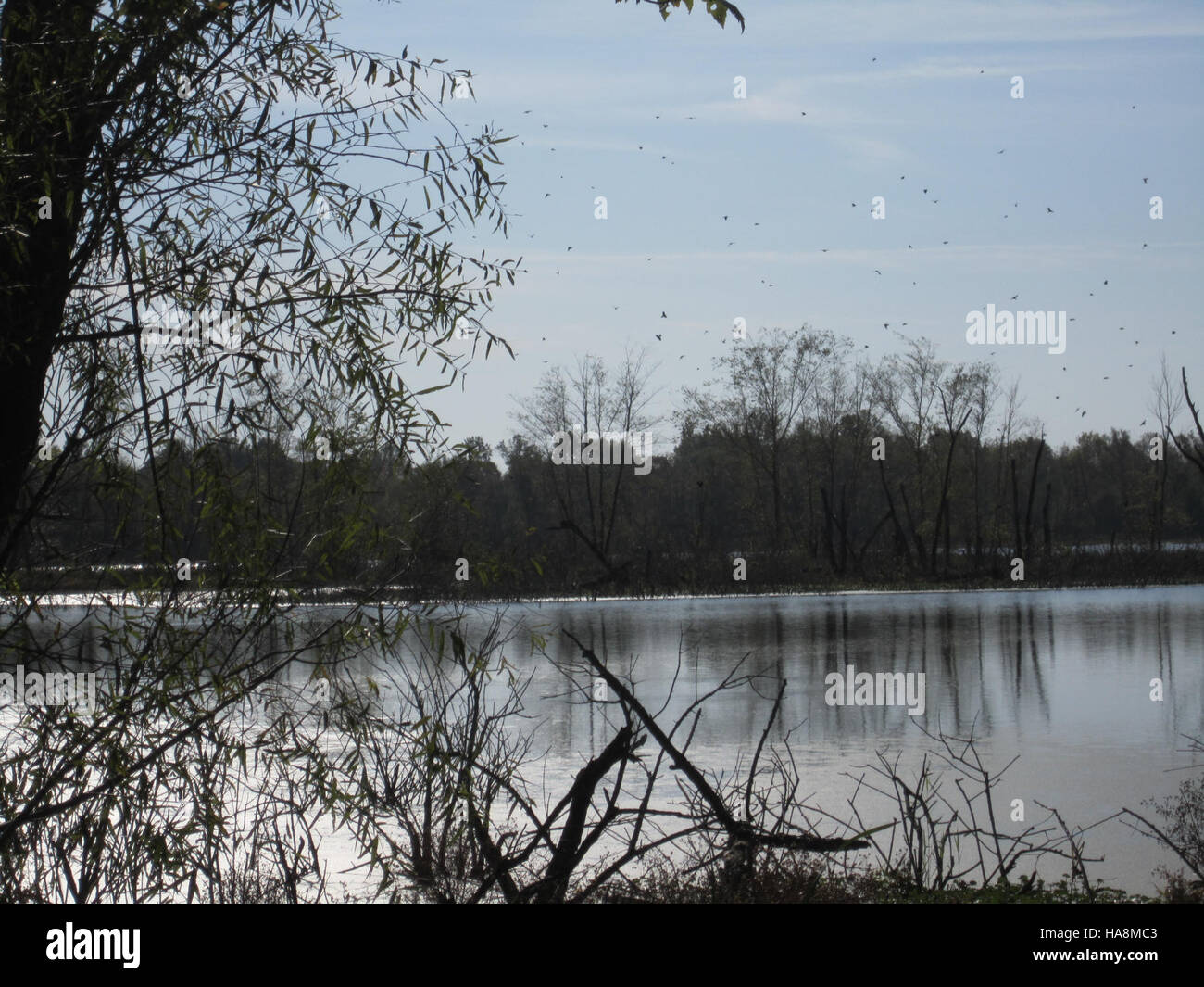 Maxey Marsh, located in the Midwest, is a vital wetland ecosystem ...