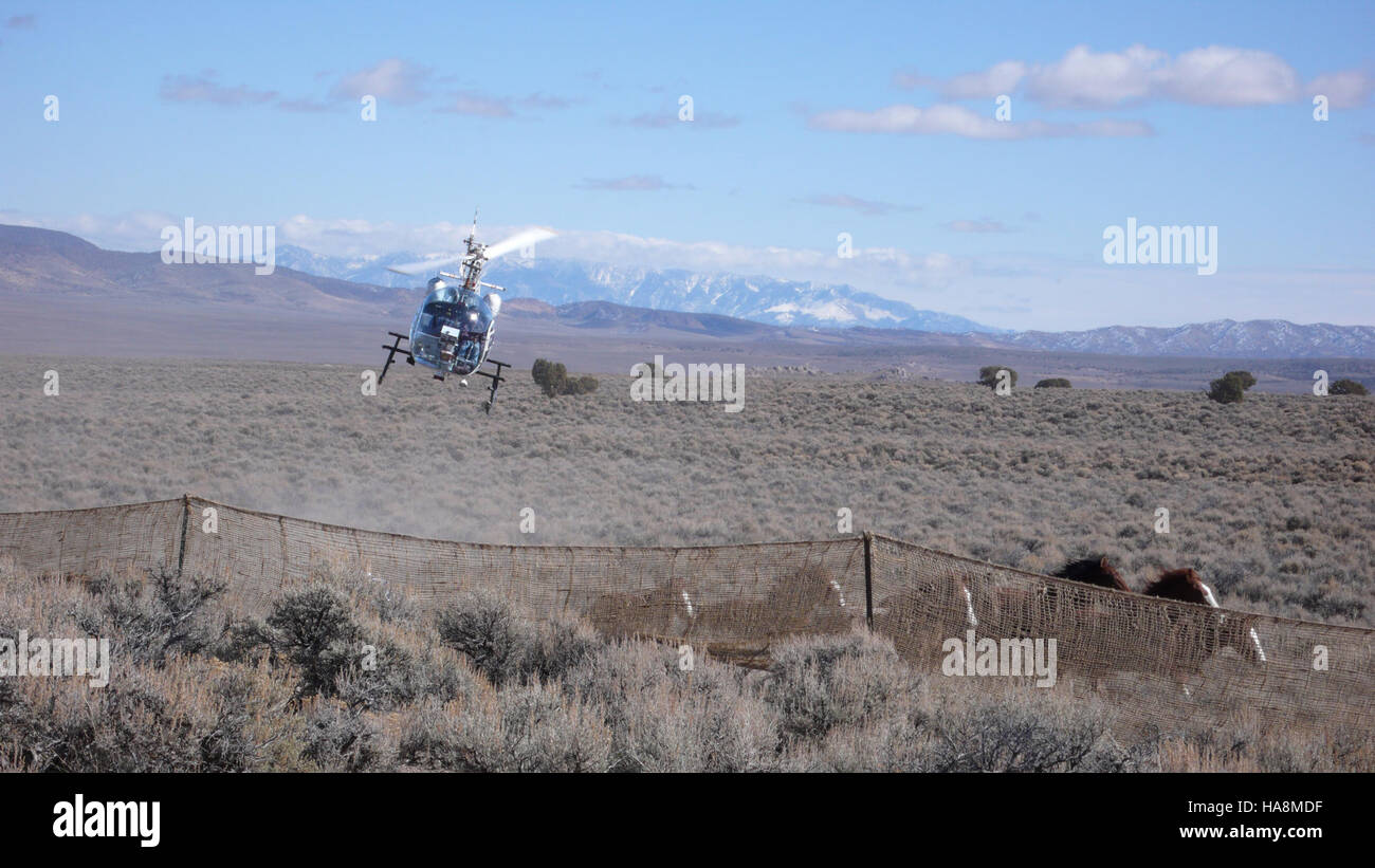 An emergency gather operation by the Bureau of Land Management (BLM) to ...