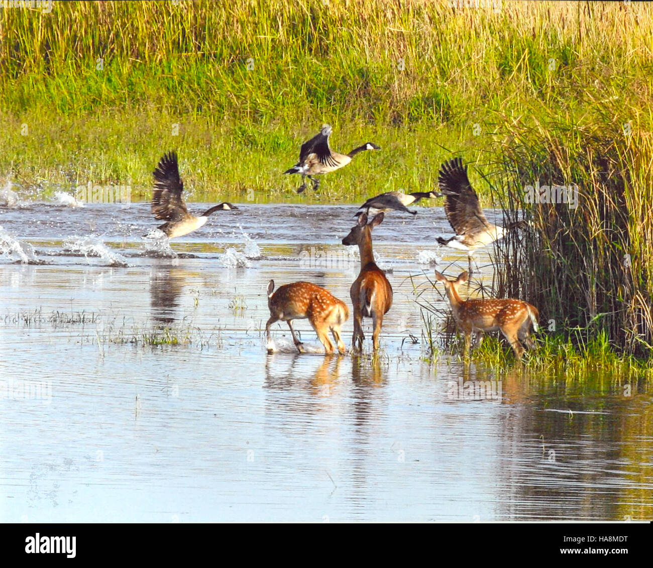 A national park habitat awarded 1st place in a U.S. Fish and Wildlife ...