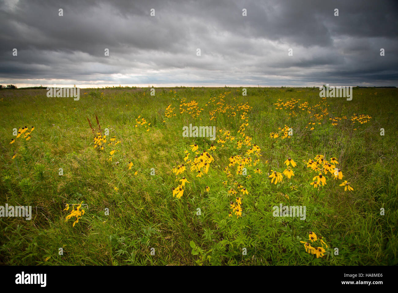 A cone flower in full bloom at Glacier Ridge National Wildlife Refuge ...