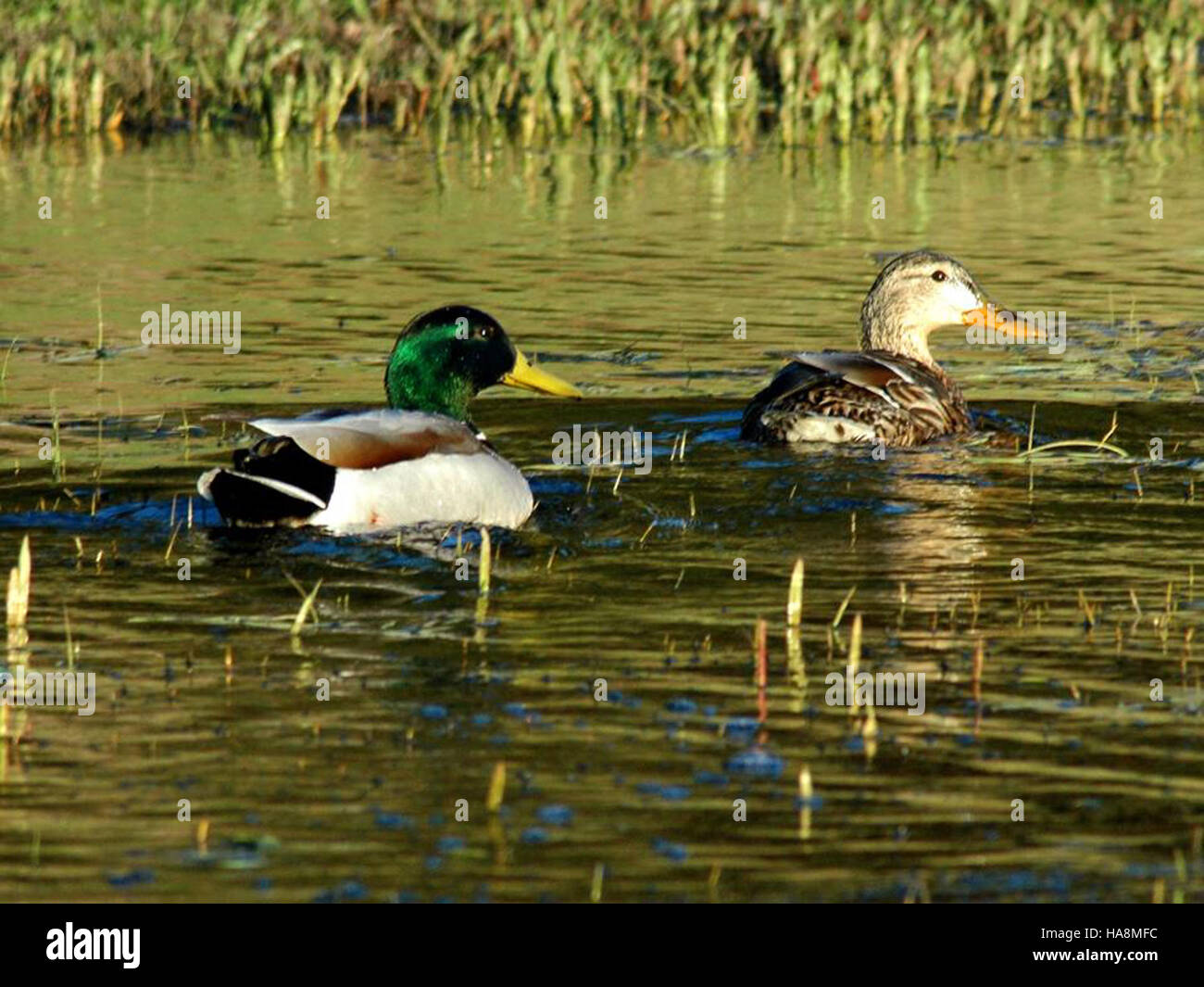Mallards are observed in a wetland area within a national park ...