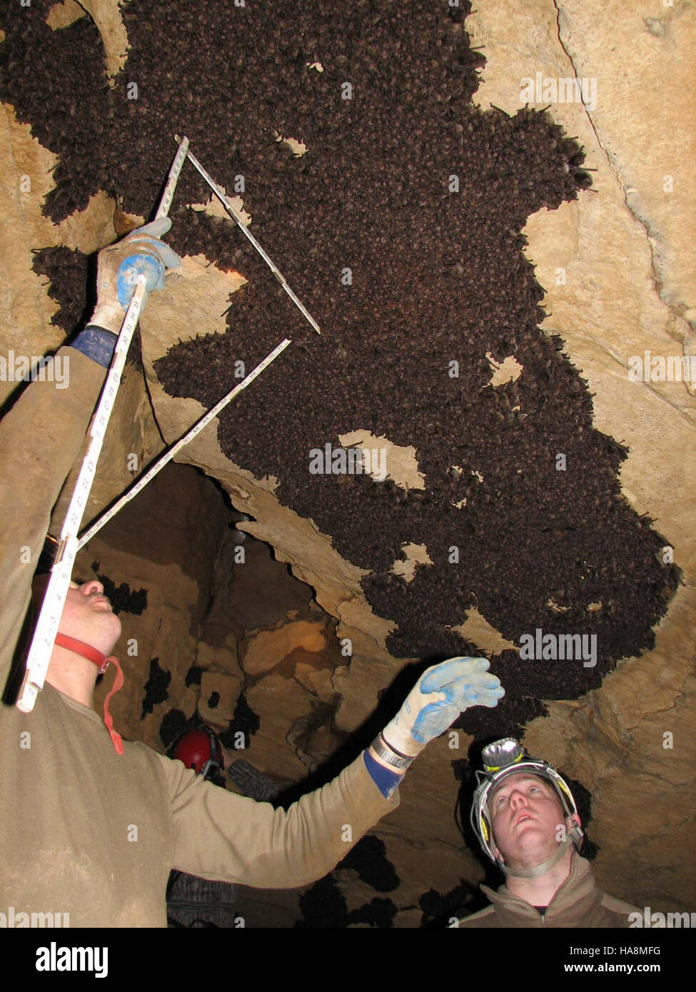 The Indiana Bat Survey in U.S. national parks monitors the population ...