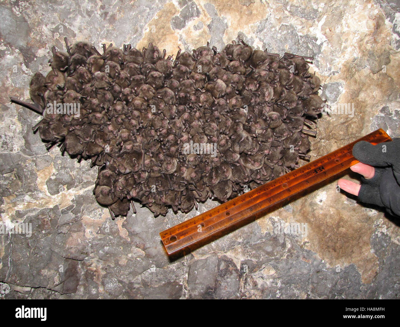 Indiana bats were monitored during a 2007 survey as part of a wildlife ...