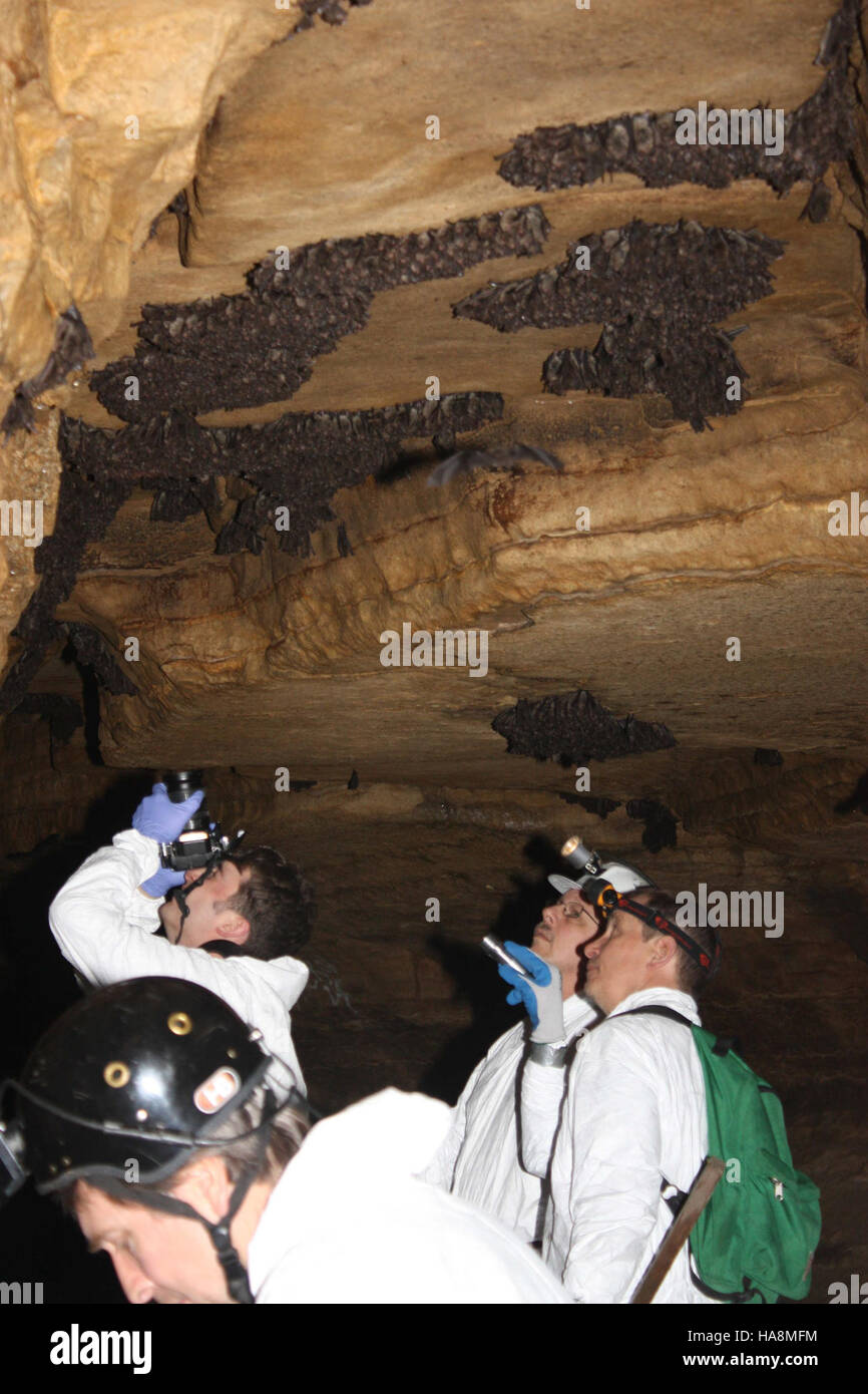 In 2011, a survey of Indiana bats was conducted in National Parks ...
