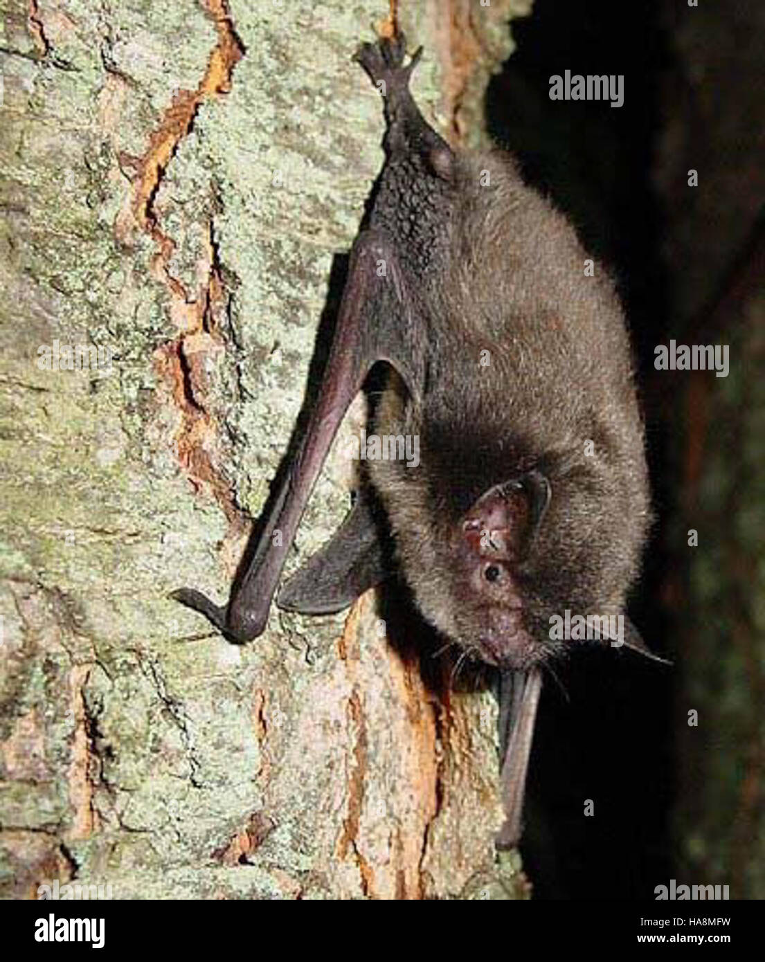 Indiana bat tree hi-res stock photography and images - Alamy