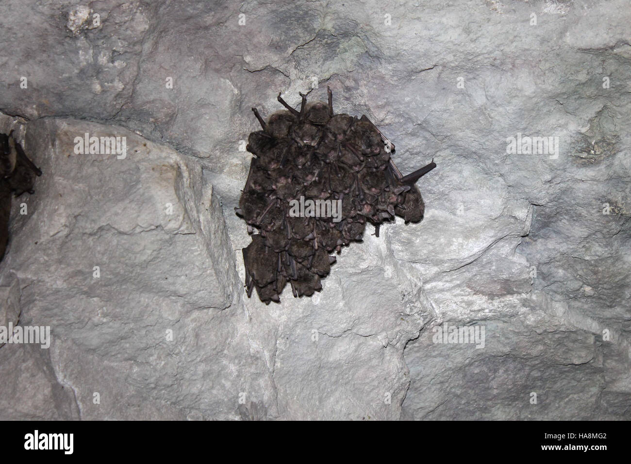The endangered Indiana bat, Myotis sodalis, seen in a national park, is ...