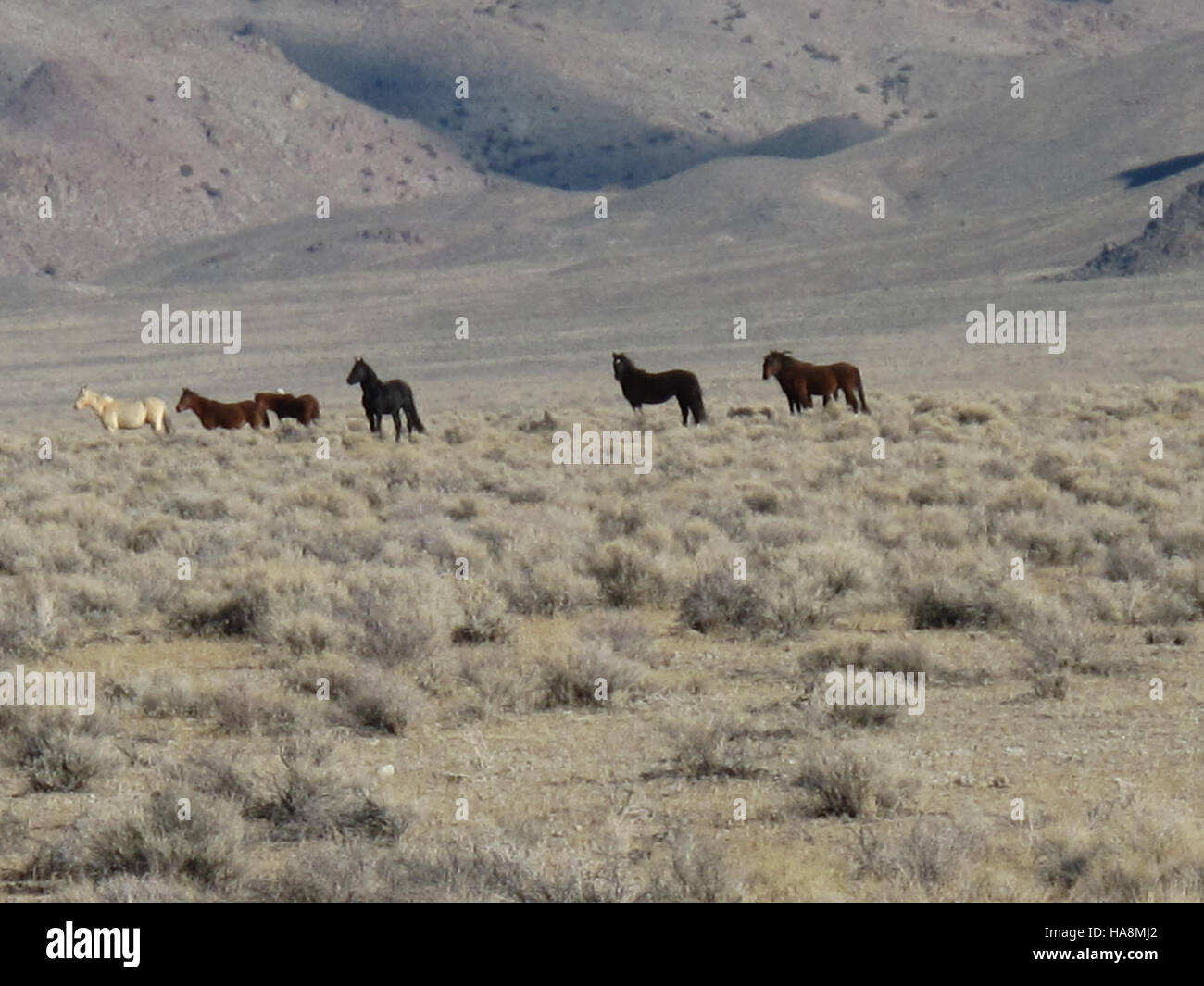 The Stone Cabin Complex in Nevada, a historical and cultural site ...