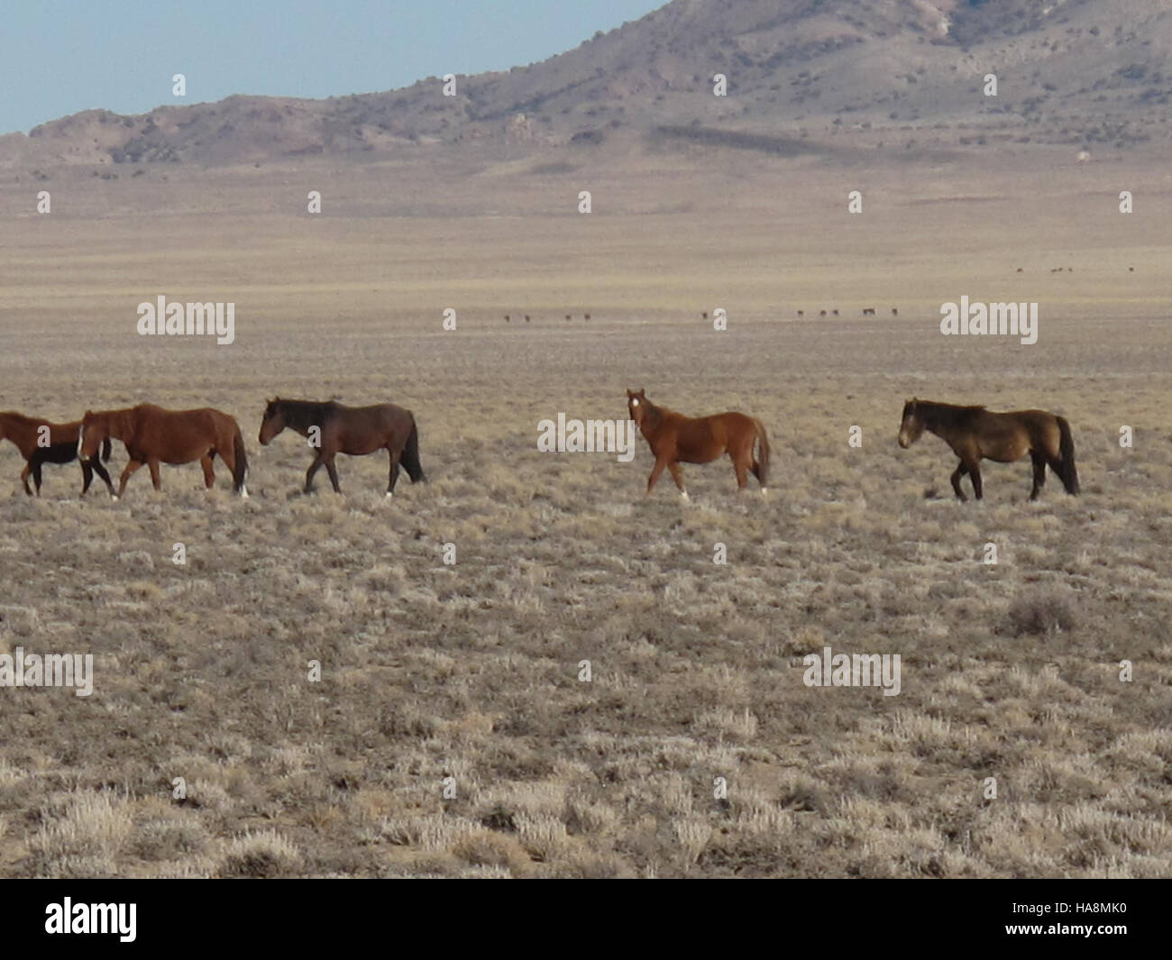 The Stone Cabin Complex, located in Nevada, is a site for the Bureau of ...