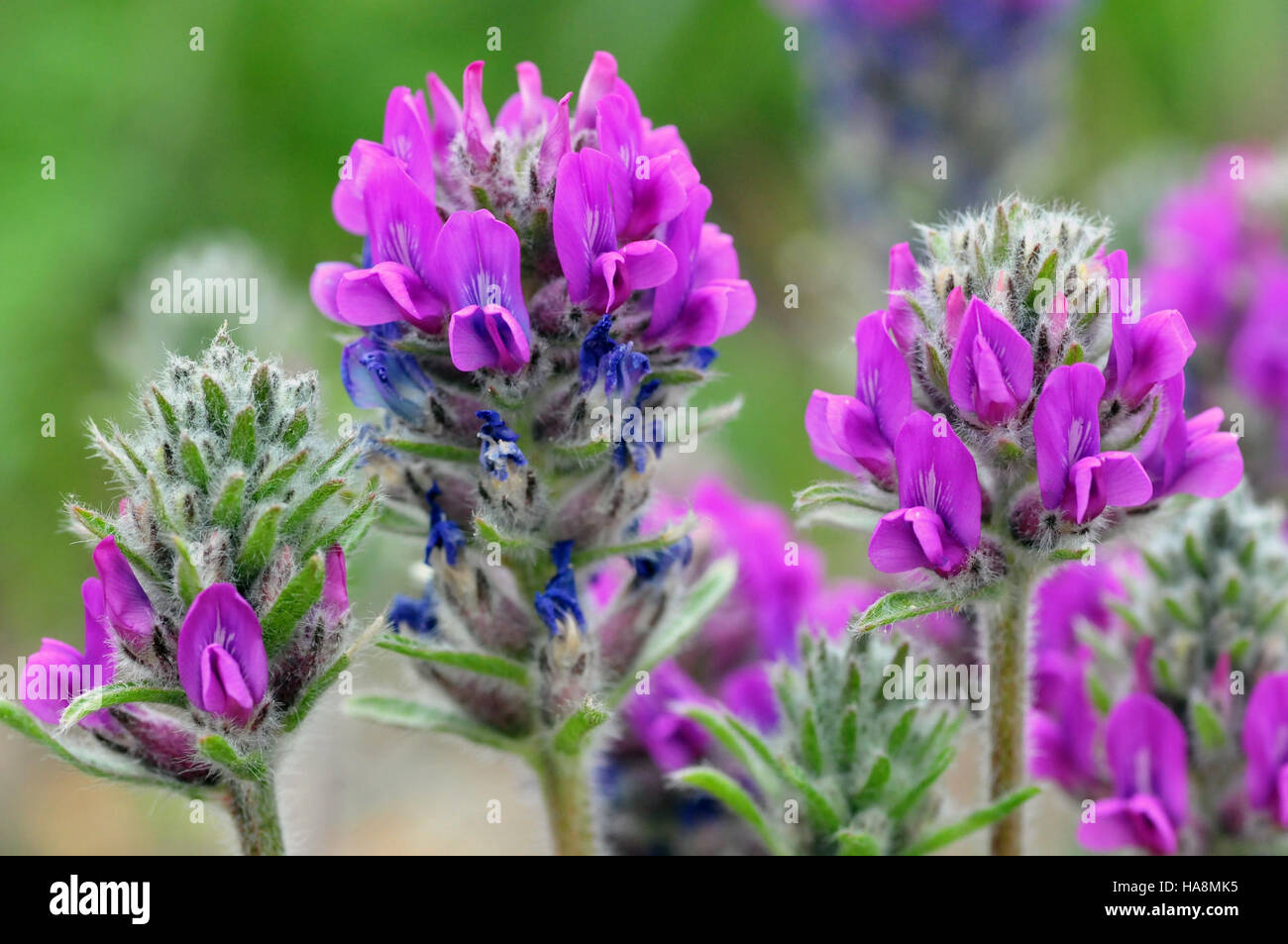 The rare Fassett's locoweed flower in bloom, observed in the Midwest as ...