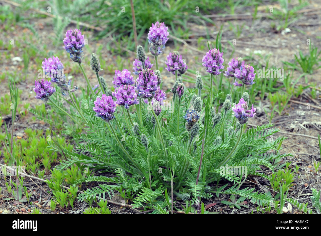This image features Fassett's Locoweed, a rare and protected species ...