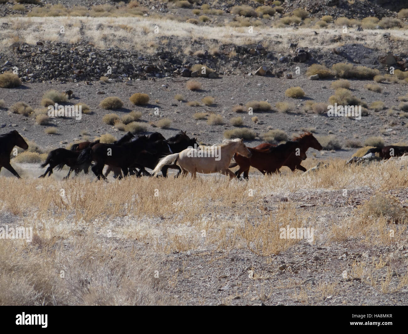The Stone Cabin Complex in Nevada, a site managed by the Bureau of Land ...