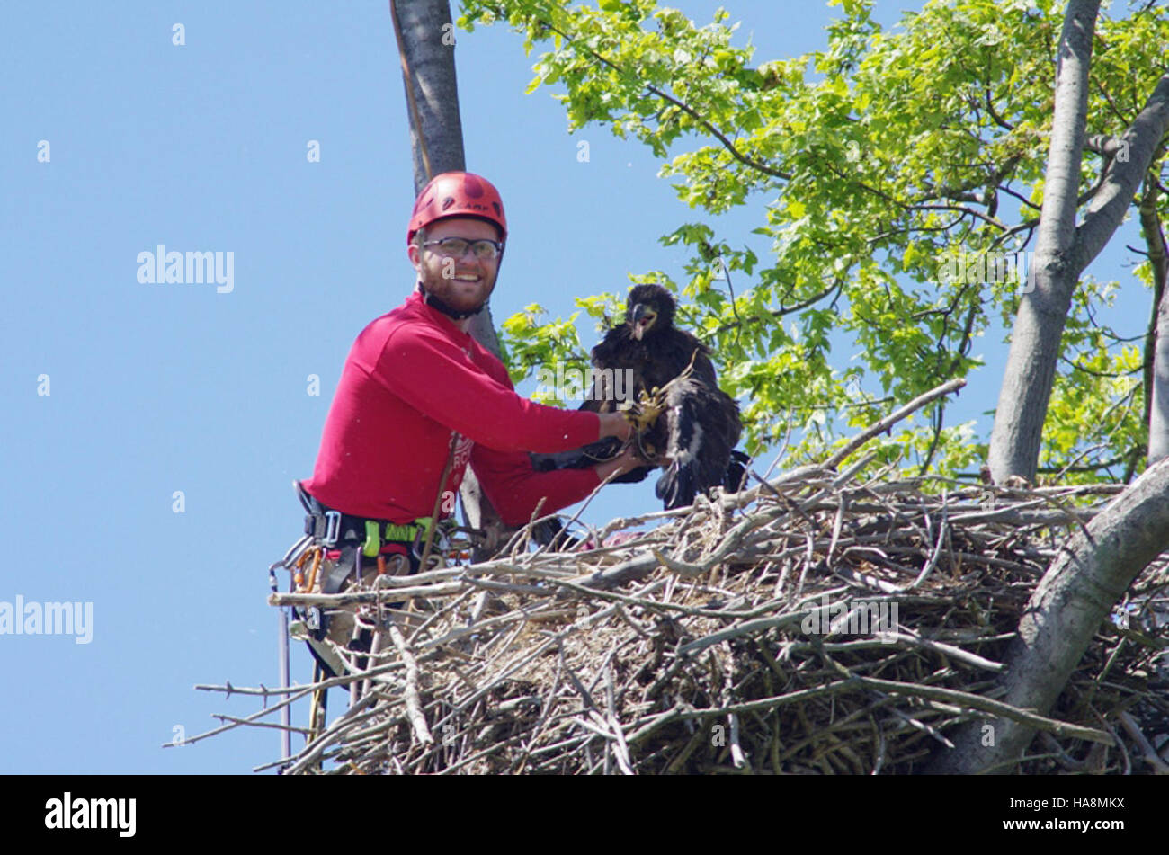 A wildlife photograph by Kim LeBlanc showing Matt Stuber with an eaglet ...