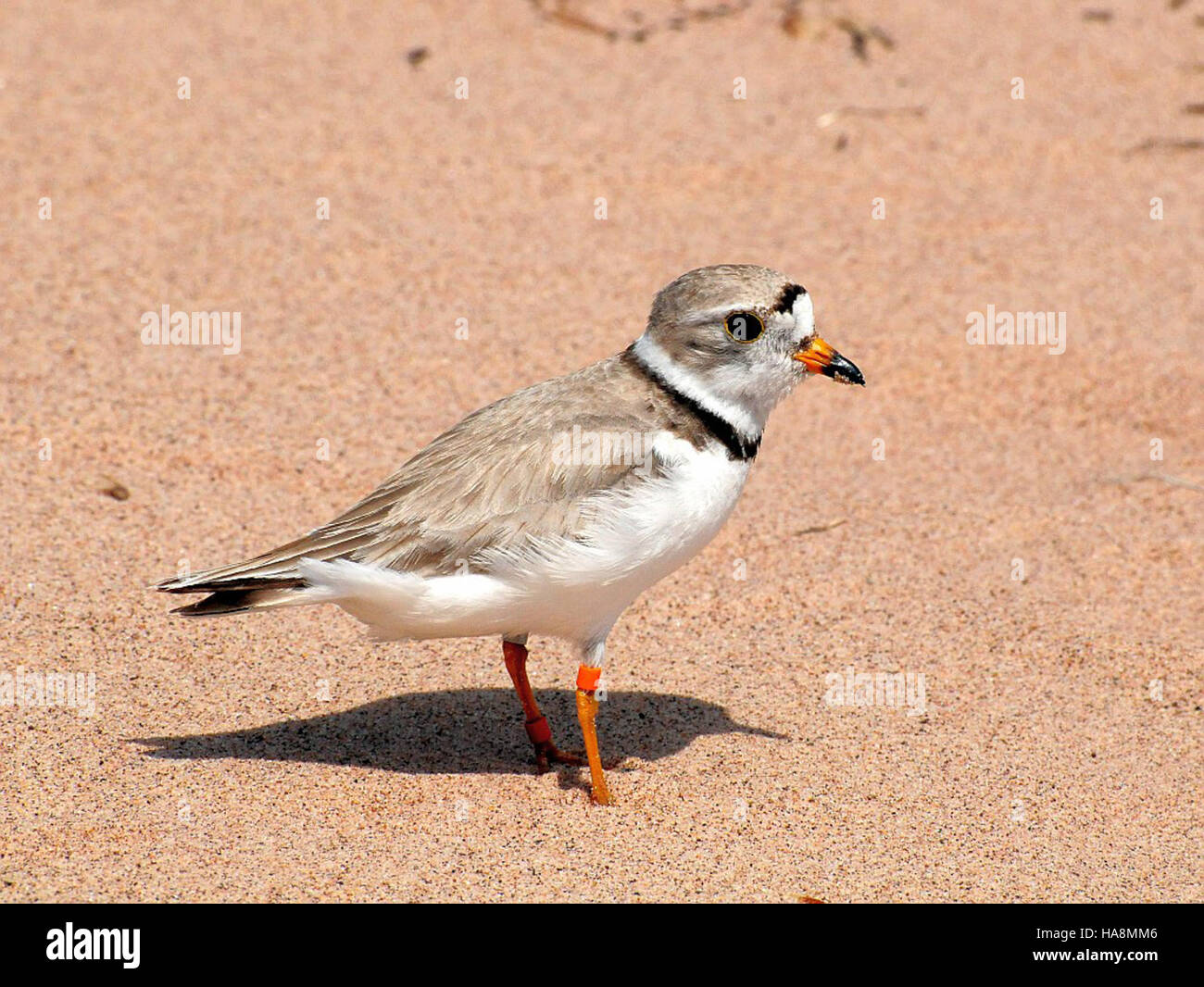 A Piping Plover, captured in its natural habitat by the U.S. Fish and ...