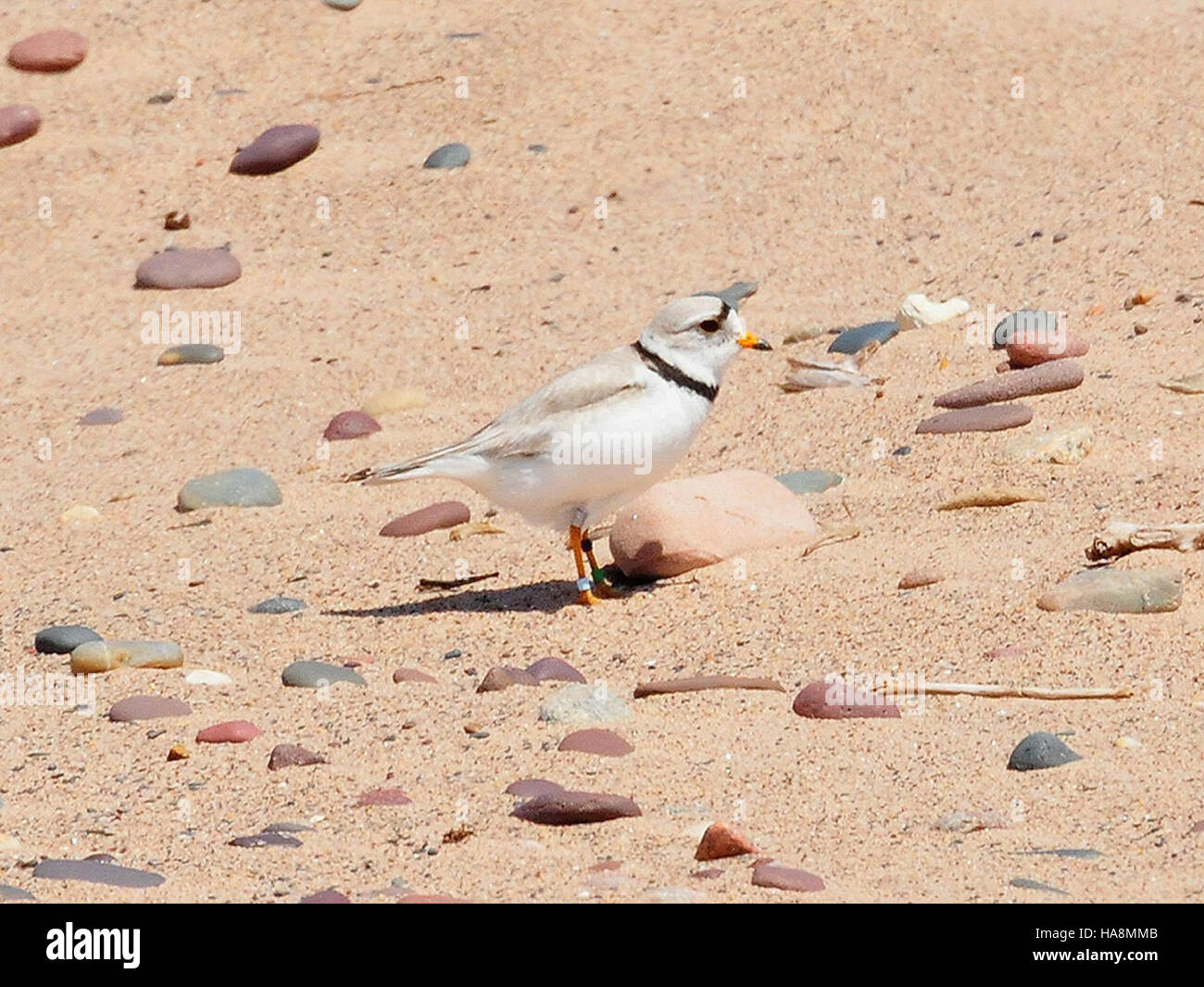 The endangered Piping Plover, a shorebird species protected by the U.S ...