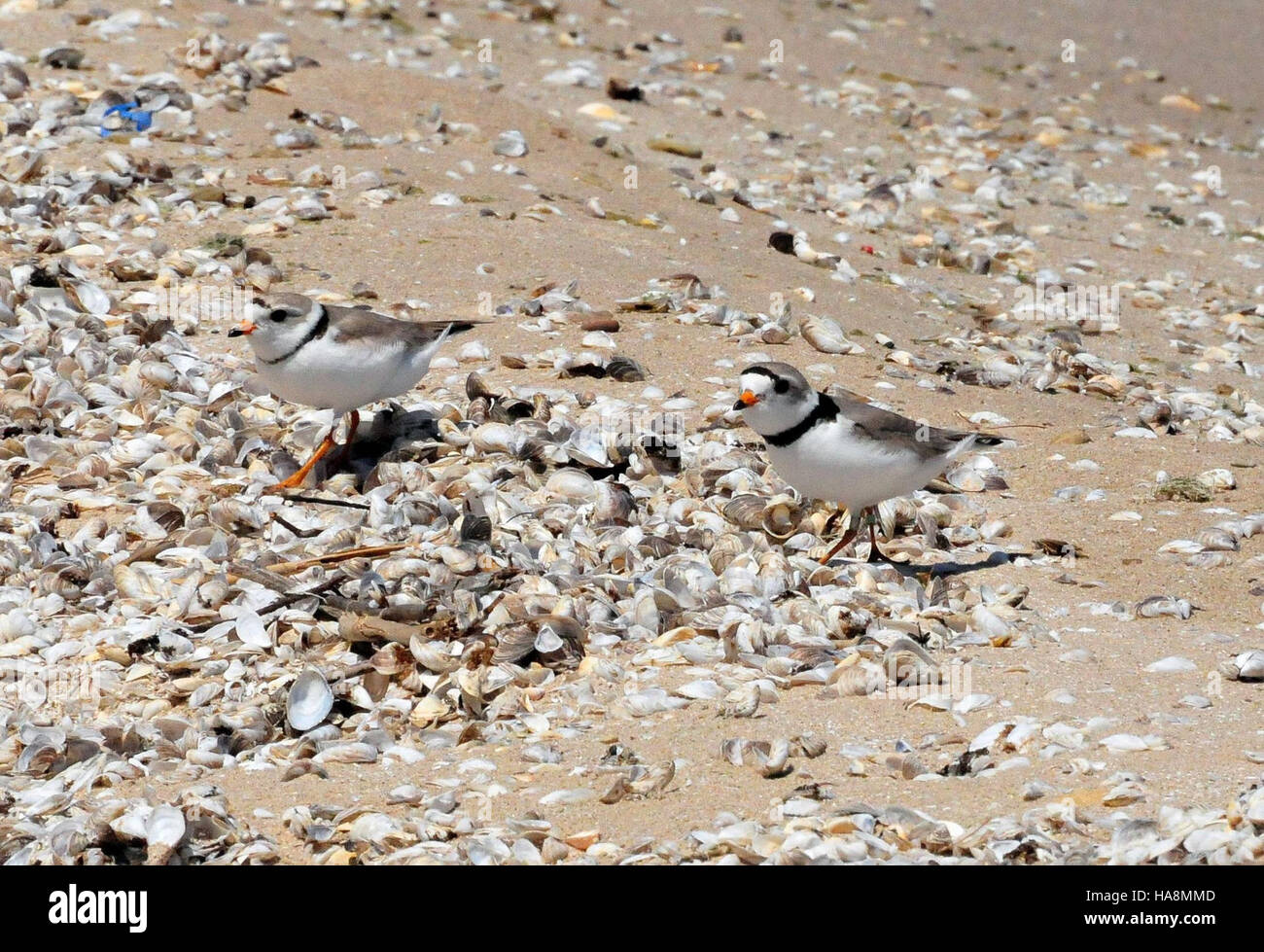 The Piping Plover, a protected shorebird species, is featured here in a ...