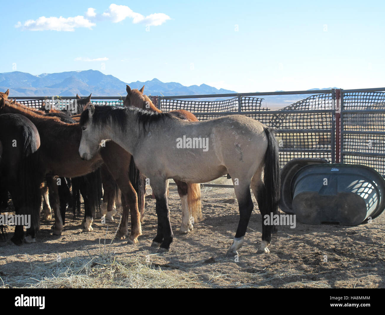 The Stone Cabin Complex in Nevada, managed by the Bureau of Land ...