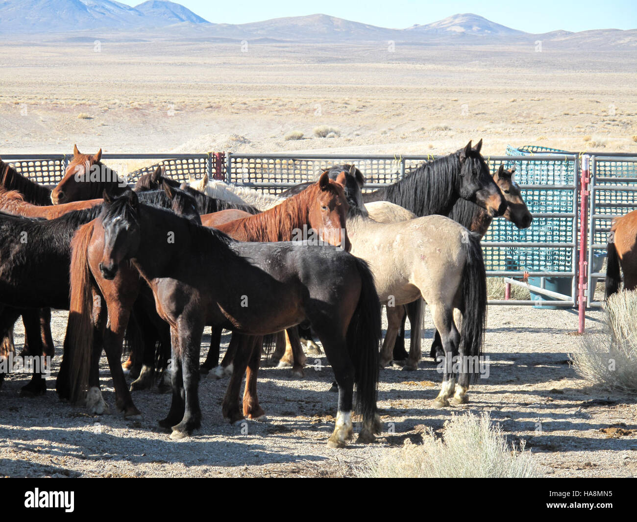 The Stone Cabin Complex in Nevada, managed by the Bureau of Land ...