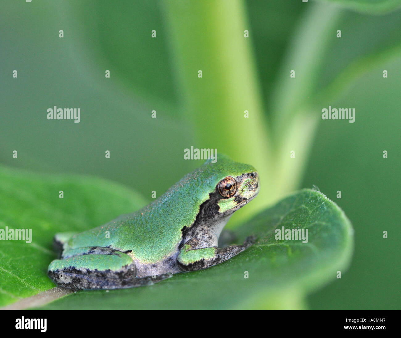The Eastern Gray Treefrog is seen at the Horicon National Wildlife Refuge, a vital stop for ...