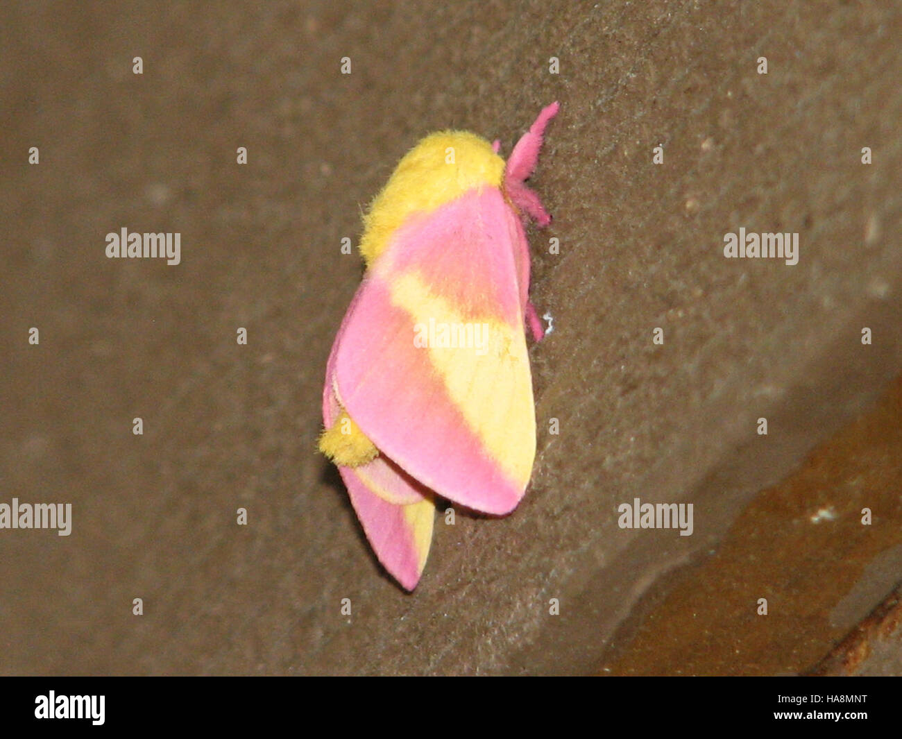 Maple moth hi-res stock photography and images - Alamy