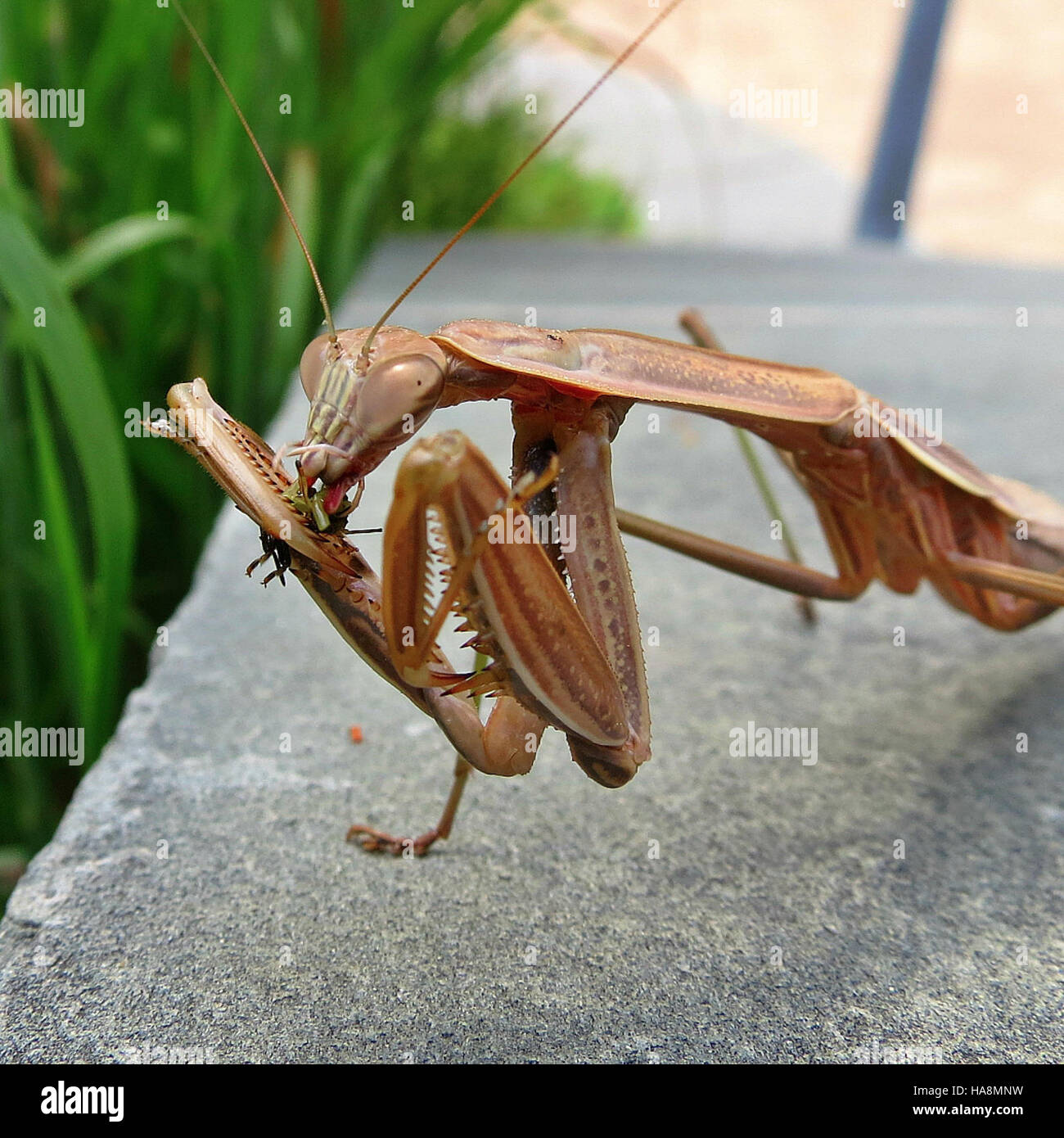 A praying mantis, captured in its natural habitat within a national ...