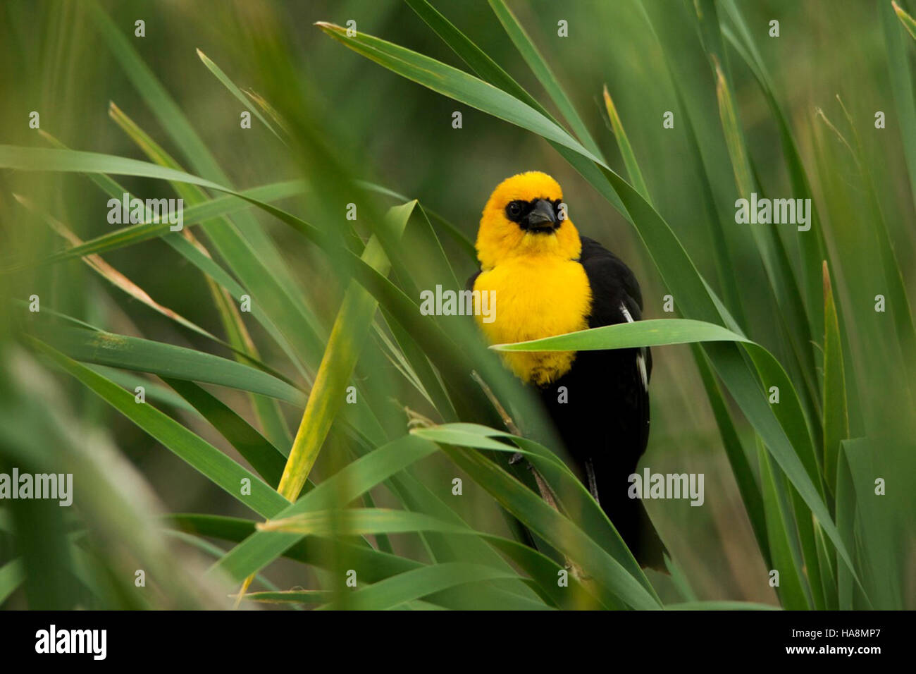 The Yellow-headed Blackbird, a striking bird species found in North ...