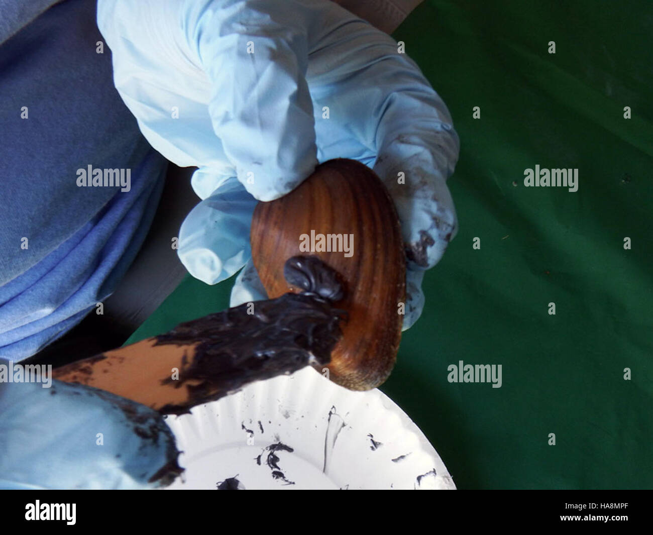 The U.S. Fish and Wildlife Service conducts a mussel collection at the ...