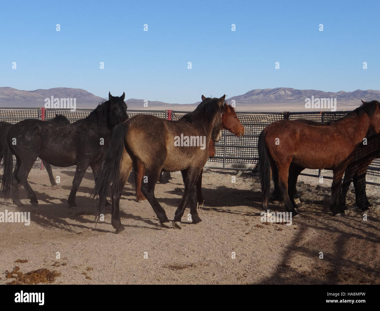 The Stone Cabin Complex in Nevada, managed by the Bureau of Land ...
