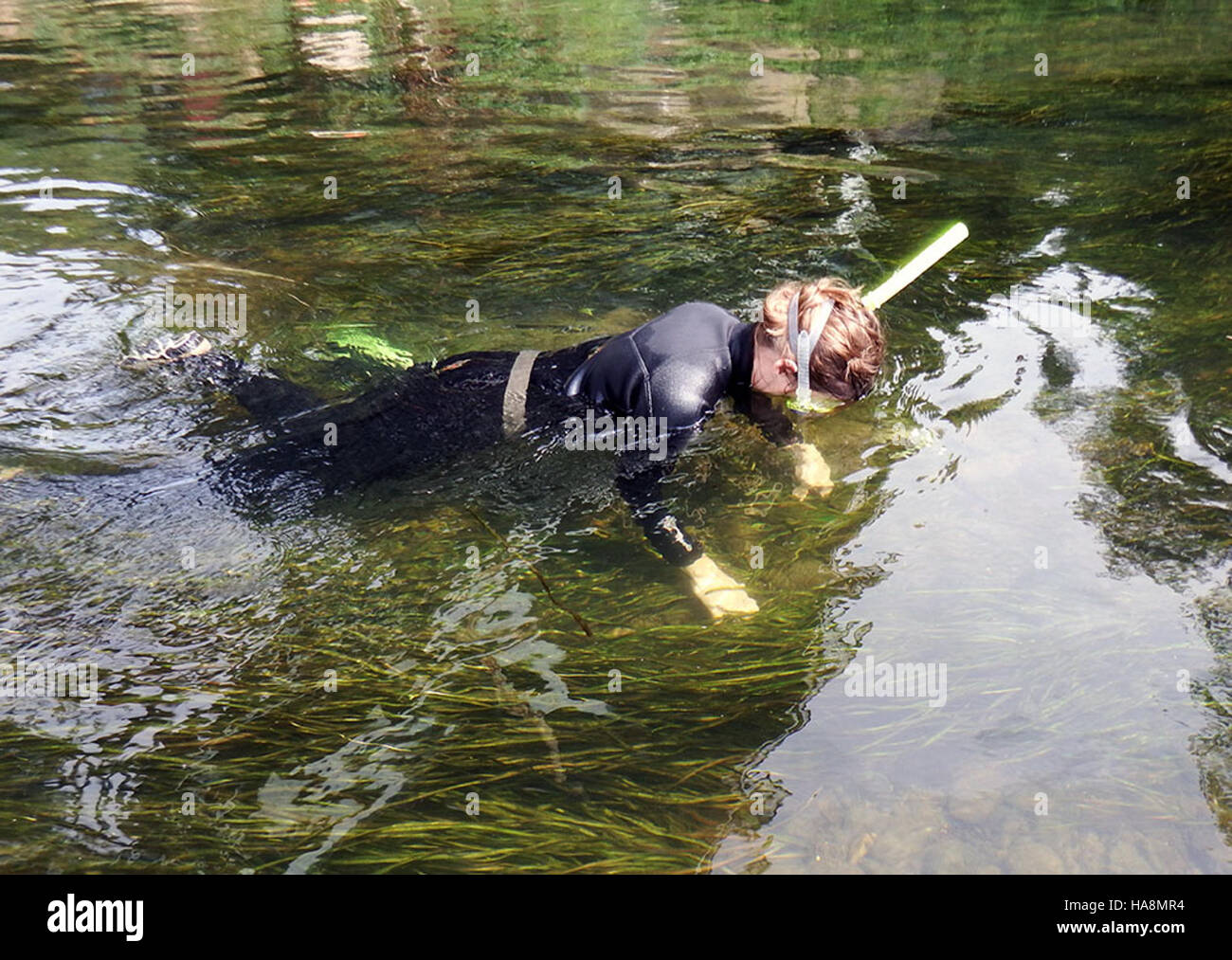 The Allegheny Mussel Collection is a conservation project focused on ...