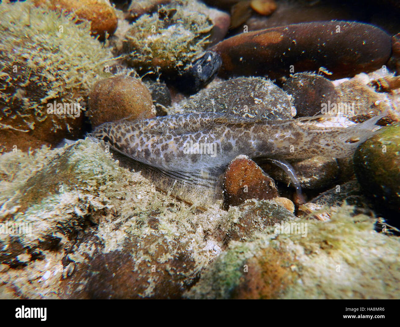 A collection of mussels from the Allegheny River is part of a ...