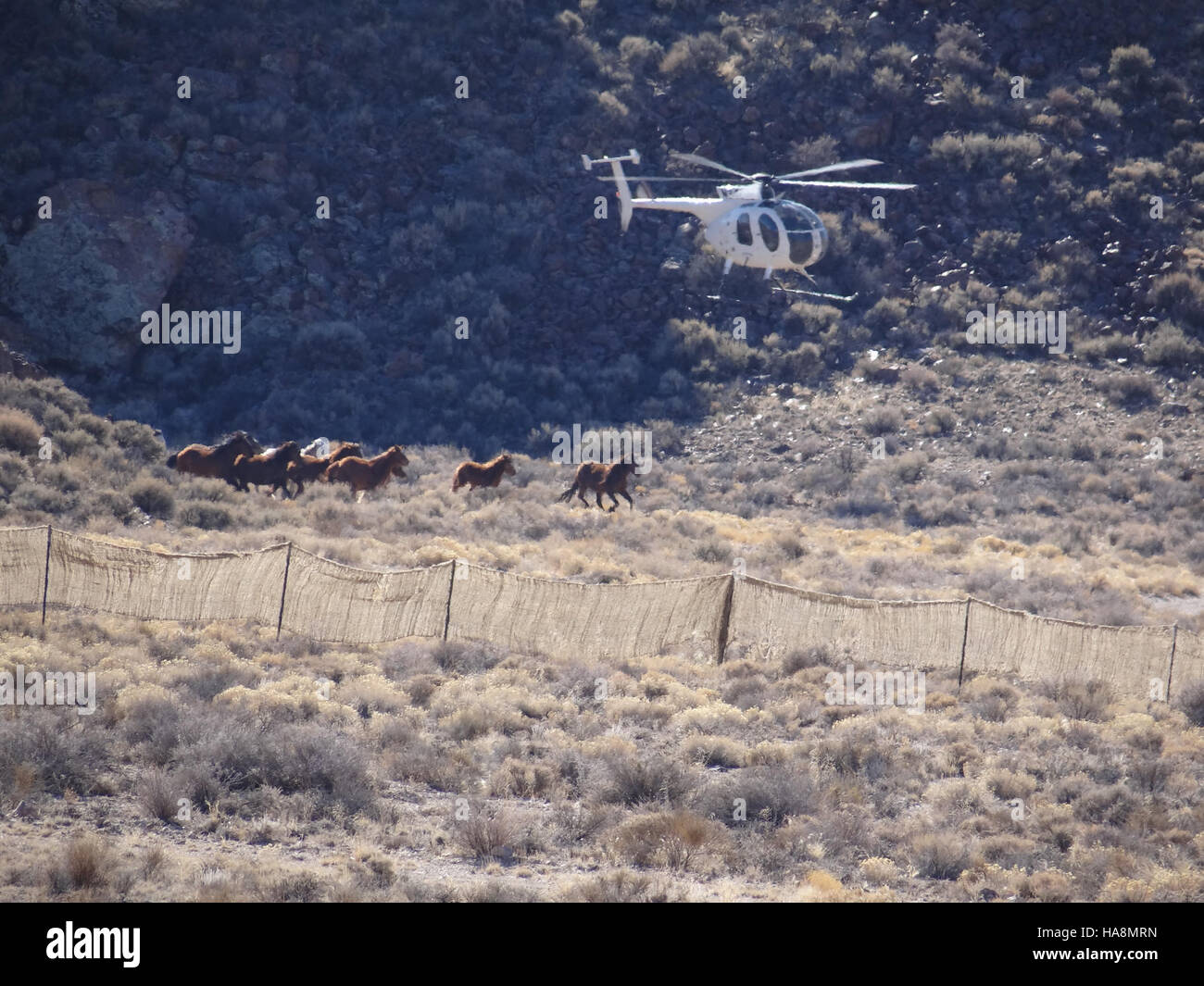 The Stone Cabin Complex in Nevada served as a focal point for the Wild ...