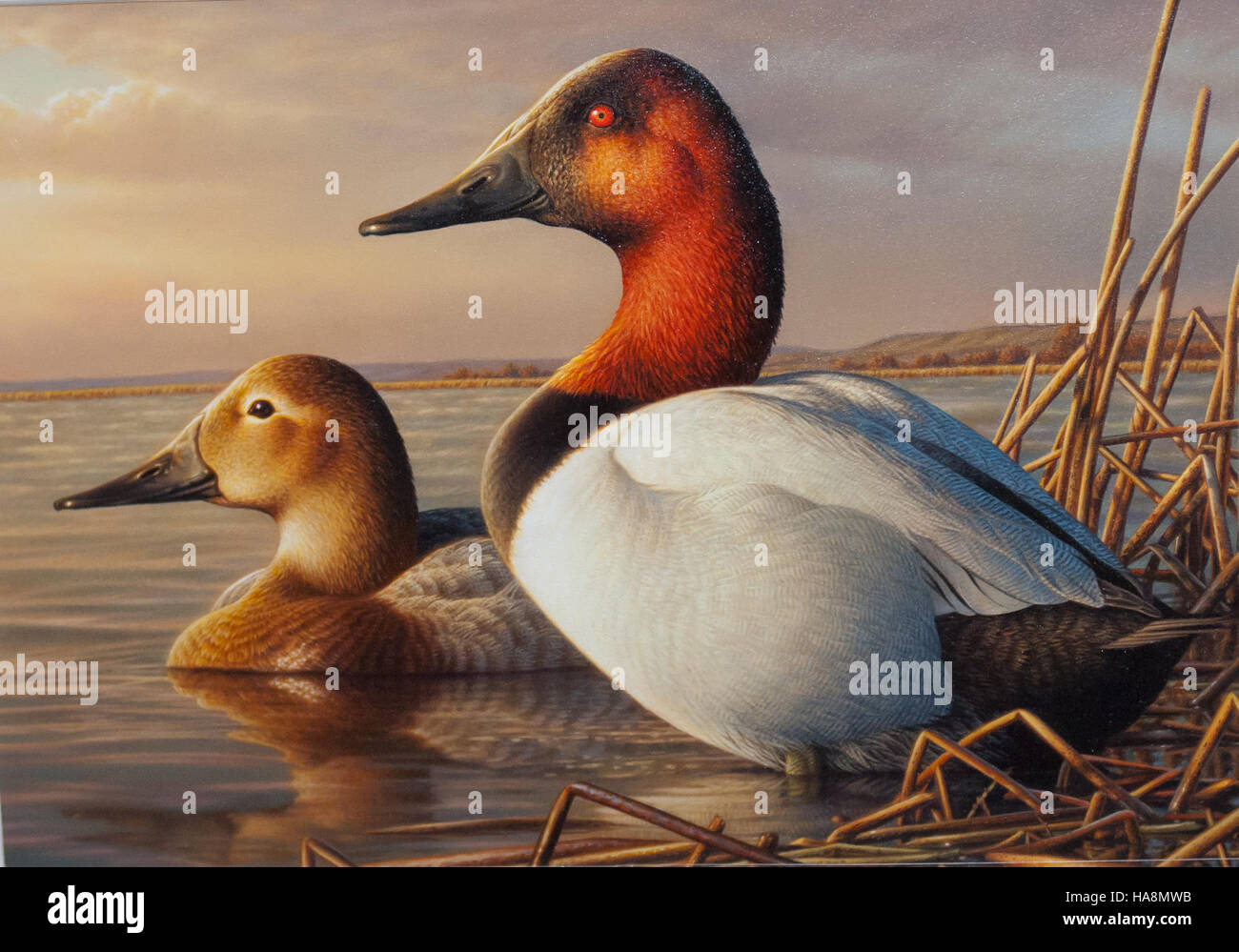 The 2013 Federal Duck Stamp Contest winning artwork, created by Adam ...