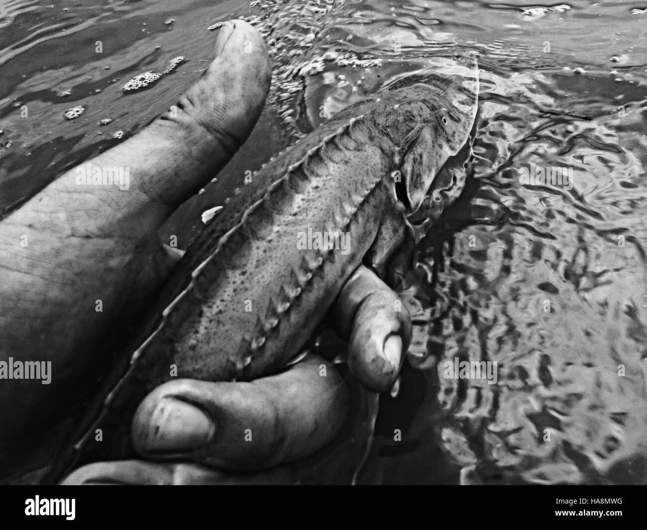 Conservation of habitats Black and White Stock Photos & Images - Alamy