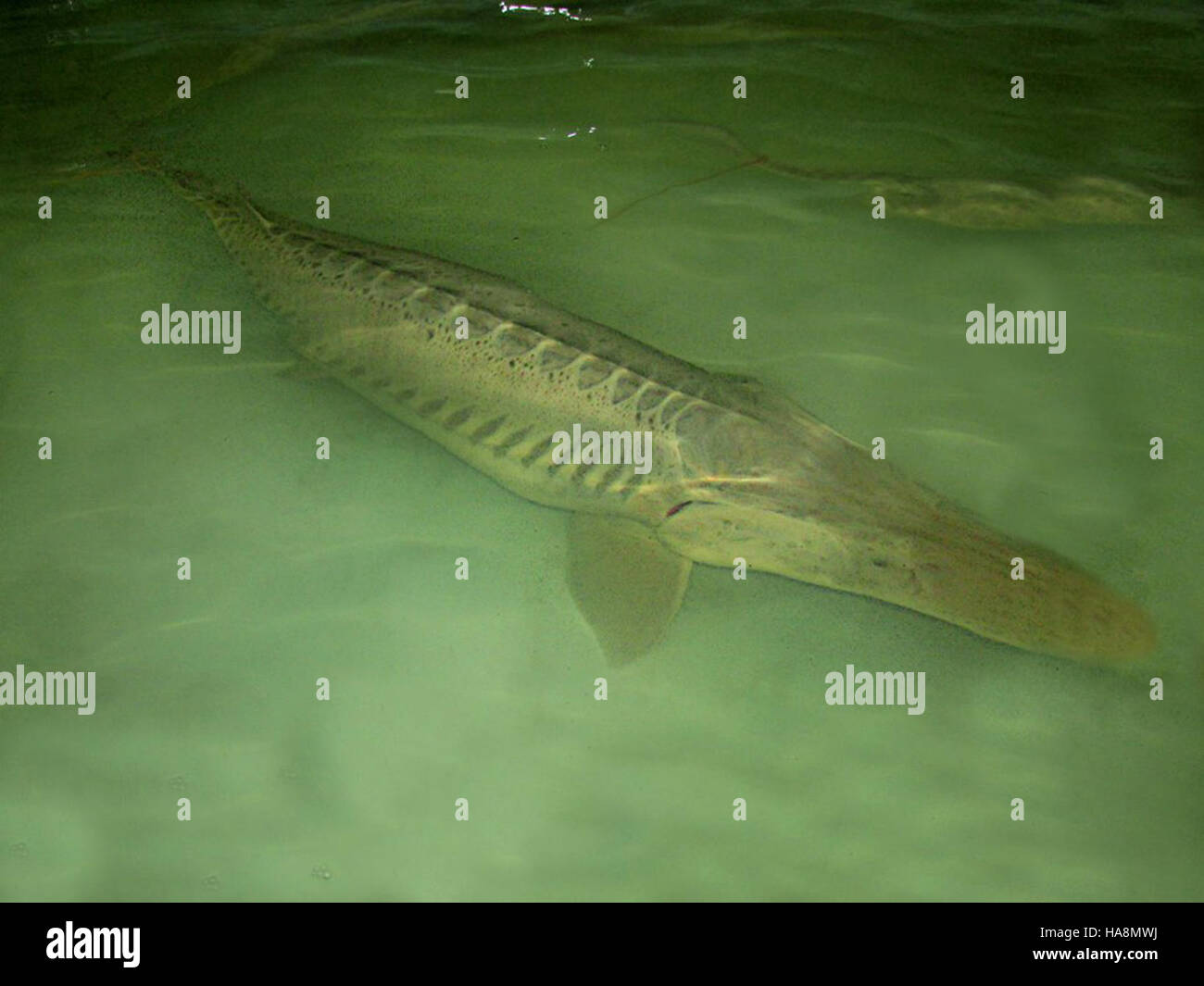 Sturgeon moon hi-res stock photography and images - Alamy