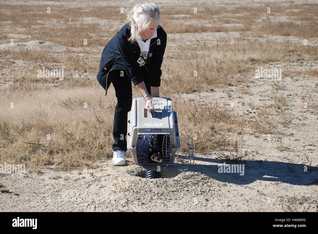 A black-footed ferret is released into its native habitat as part of ...