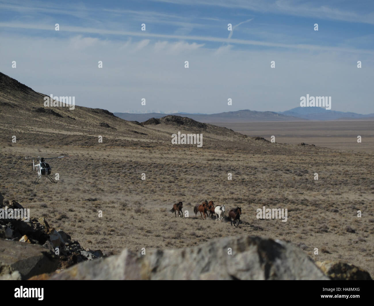 The Bureau of Land Management (BLM) conducted the Stone Cabin Wild ...