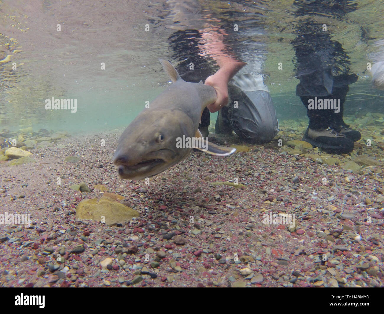 Wildlife Conservation Effort Hi Res Stock Photography And Images Alamy