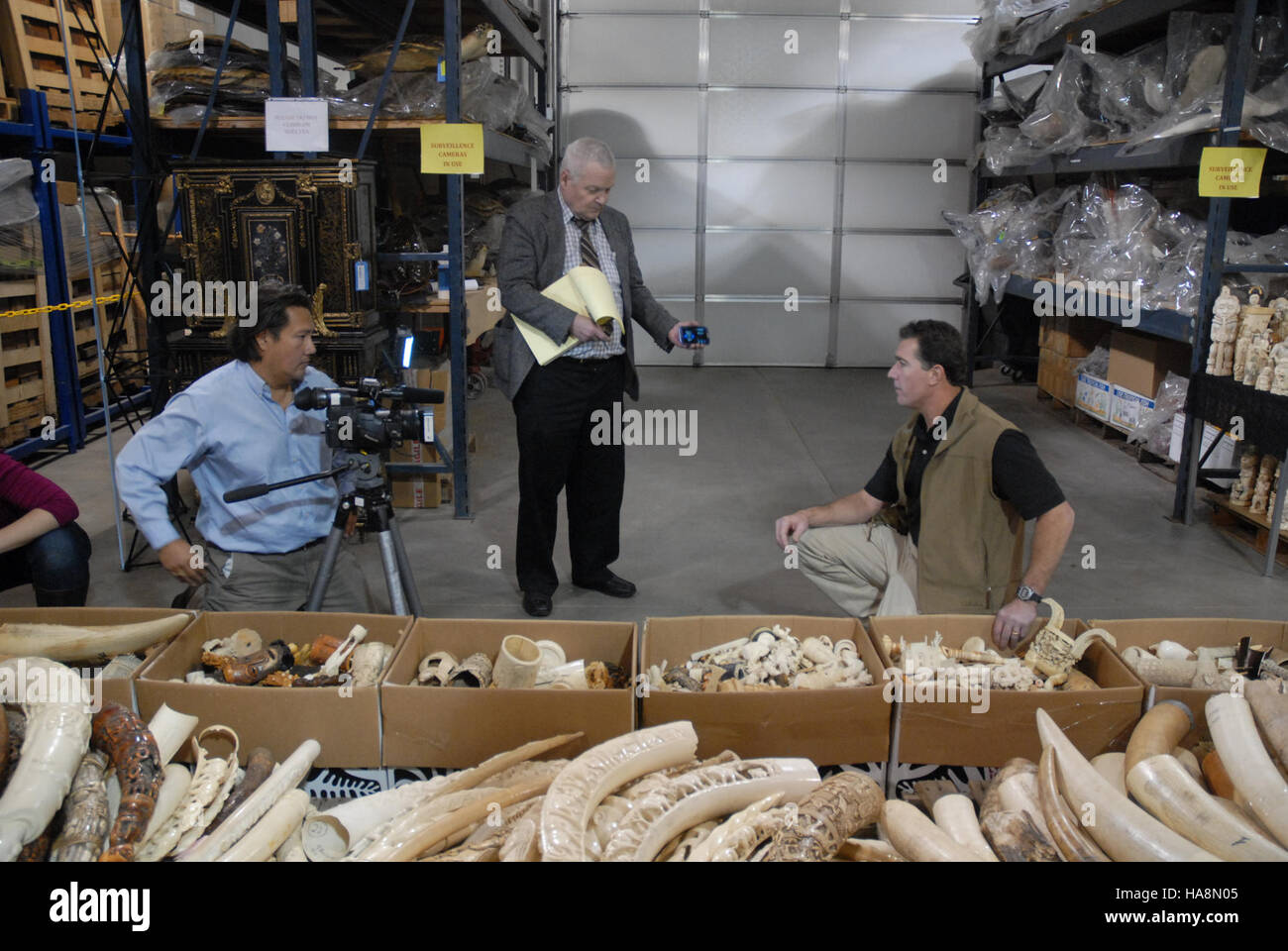 A stockpile of ivory, which had been collected as part of wildlife ...