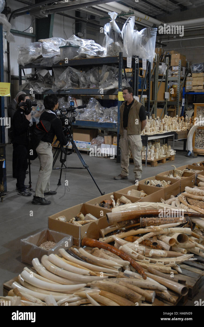 The U.S. Fish and Wildlife Service has plans to destroy an ivory ...