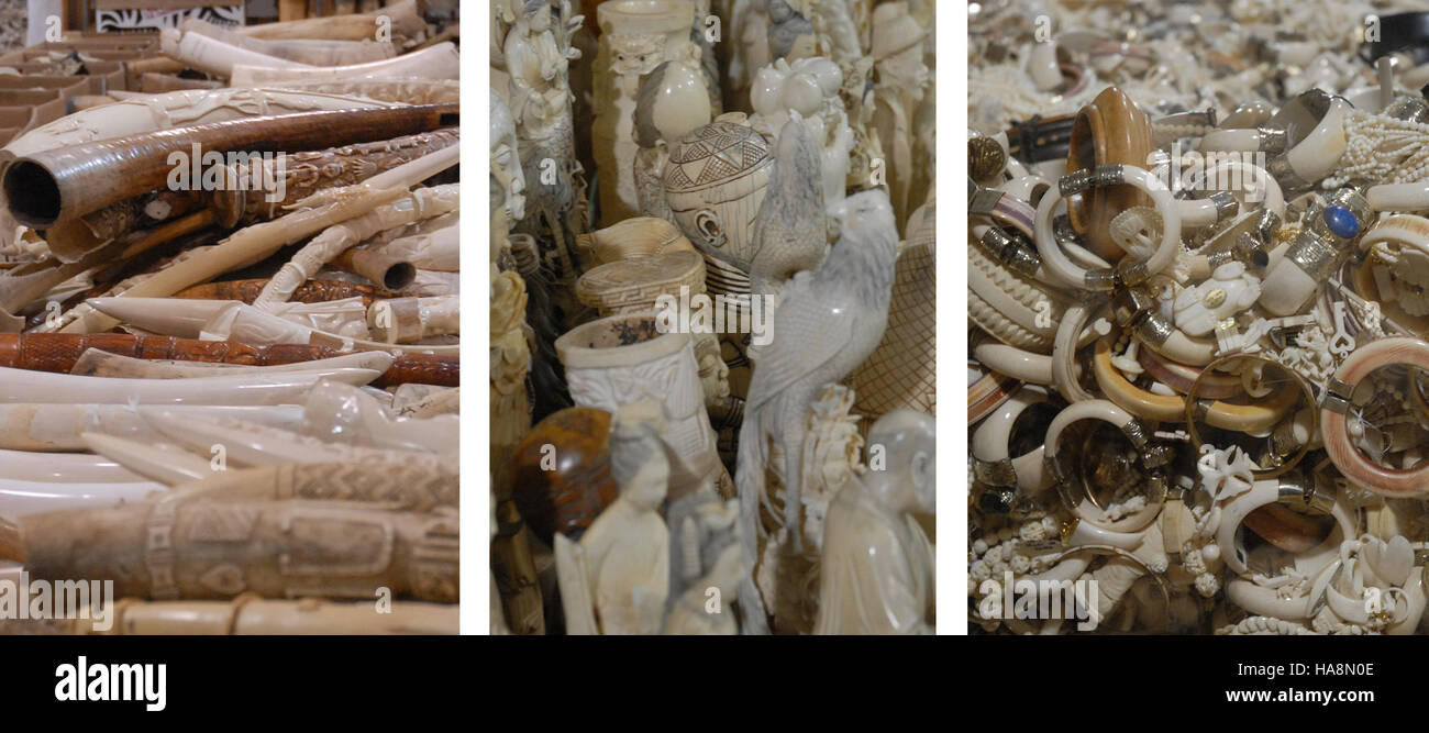 Ivory Crush is a national park initiative aimed at reducing illegal ...