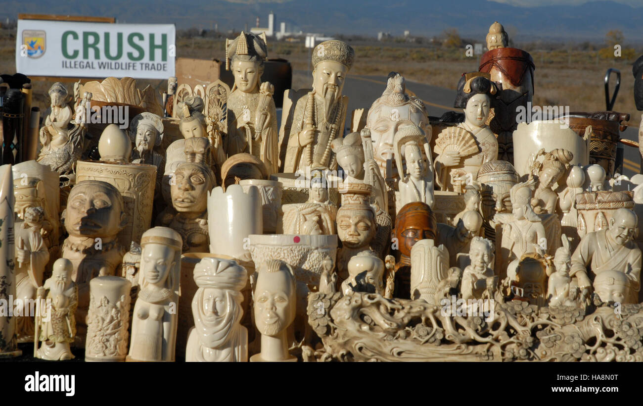The U.S. Fish and Wildlife Service is working to combat illegal ...