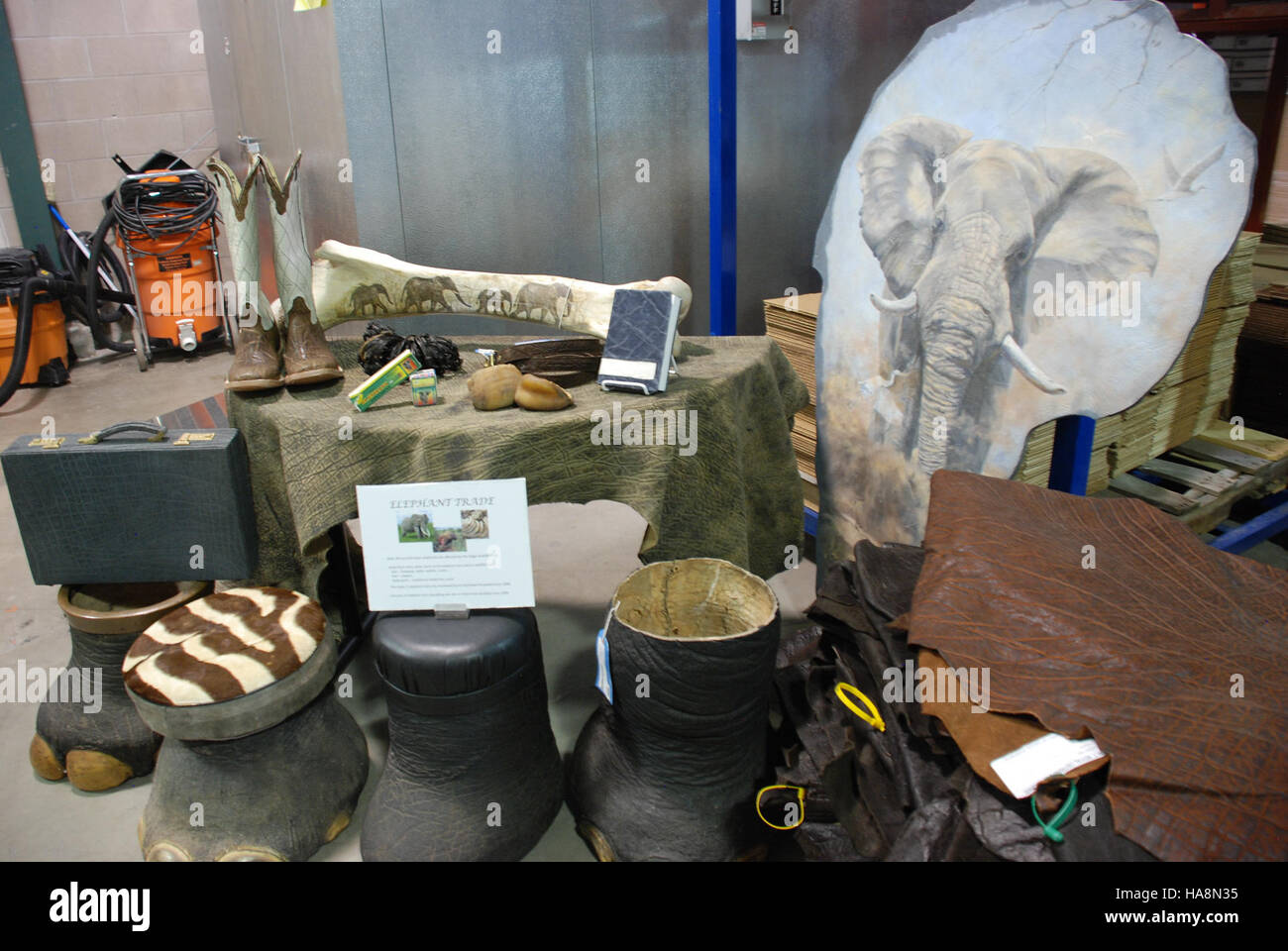 In 2013, the U.S. Fish and Wildlife Service conducted an ivory crush to ...