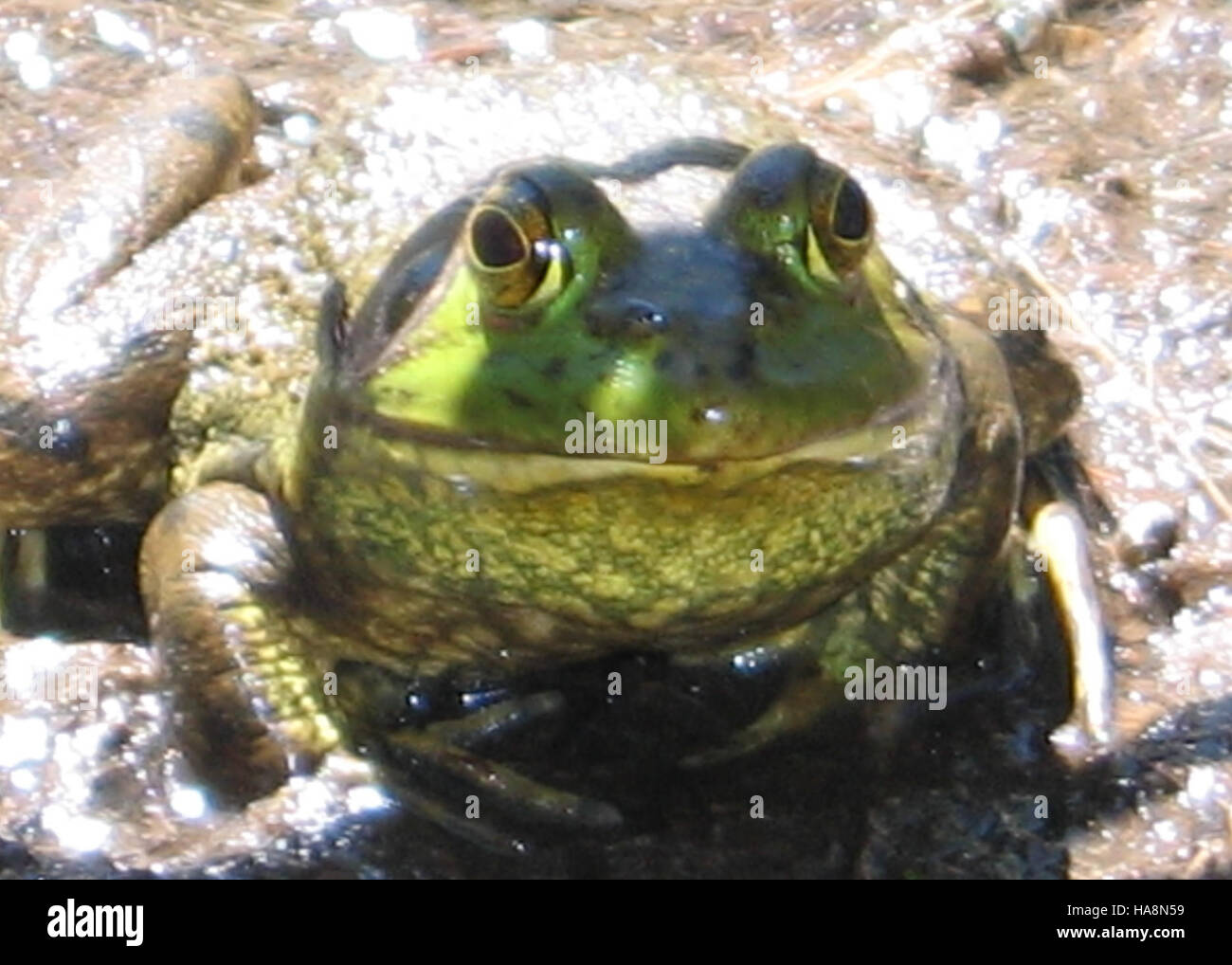A frog in a national park, representing the diverse wildlife that ...