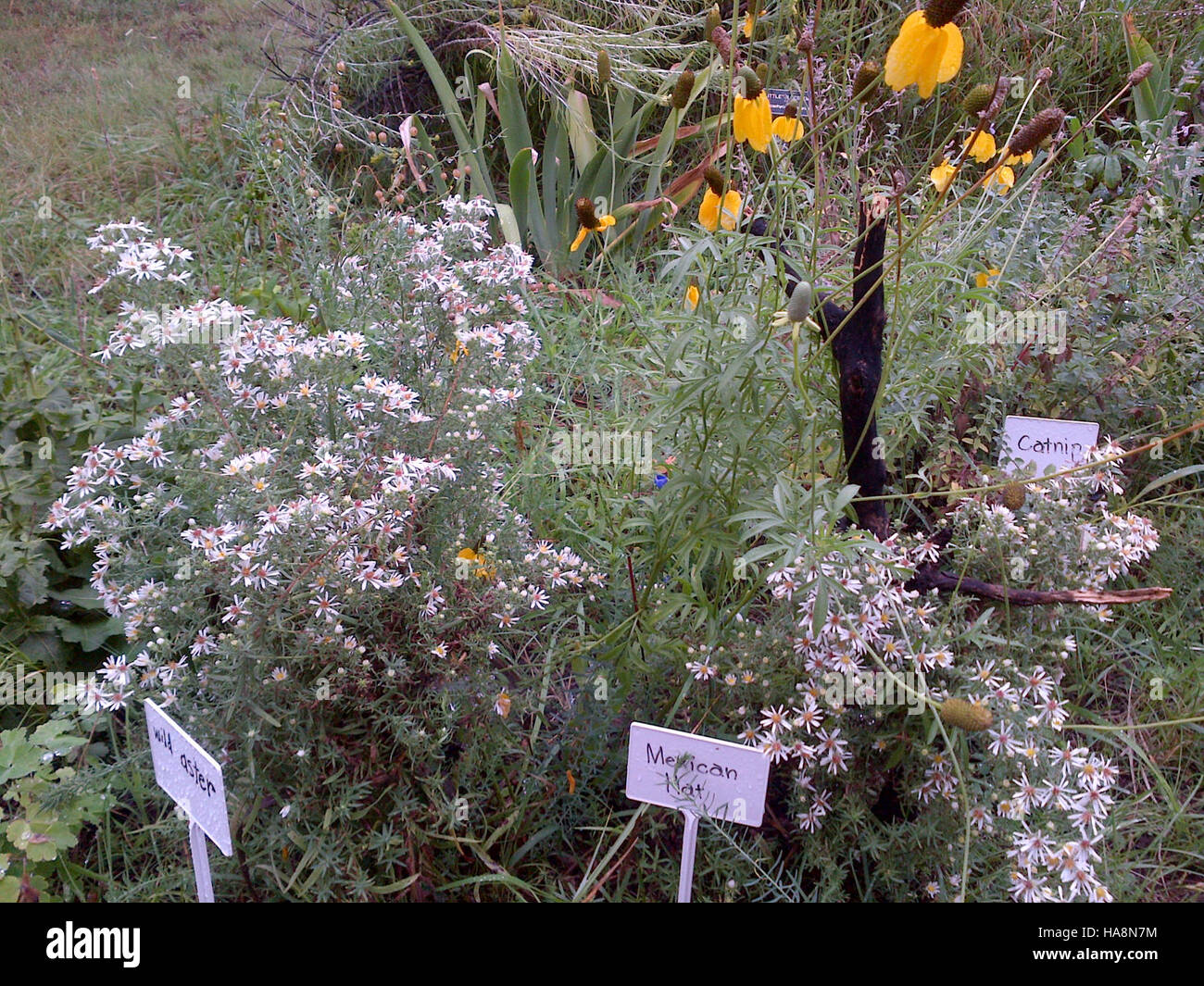 This image of a prairie plant sign highlights the importance of native ...