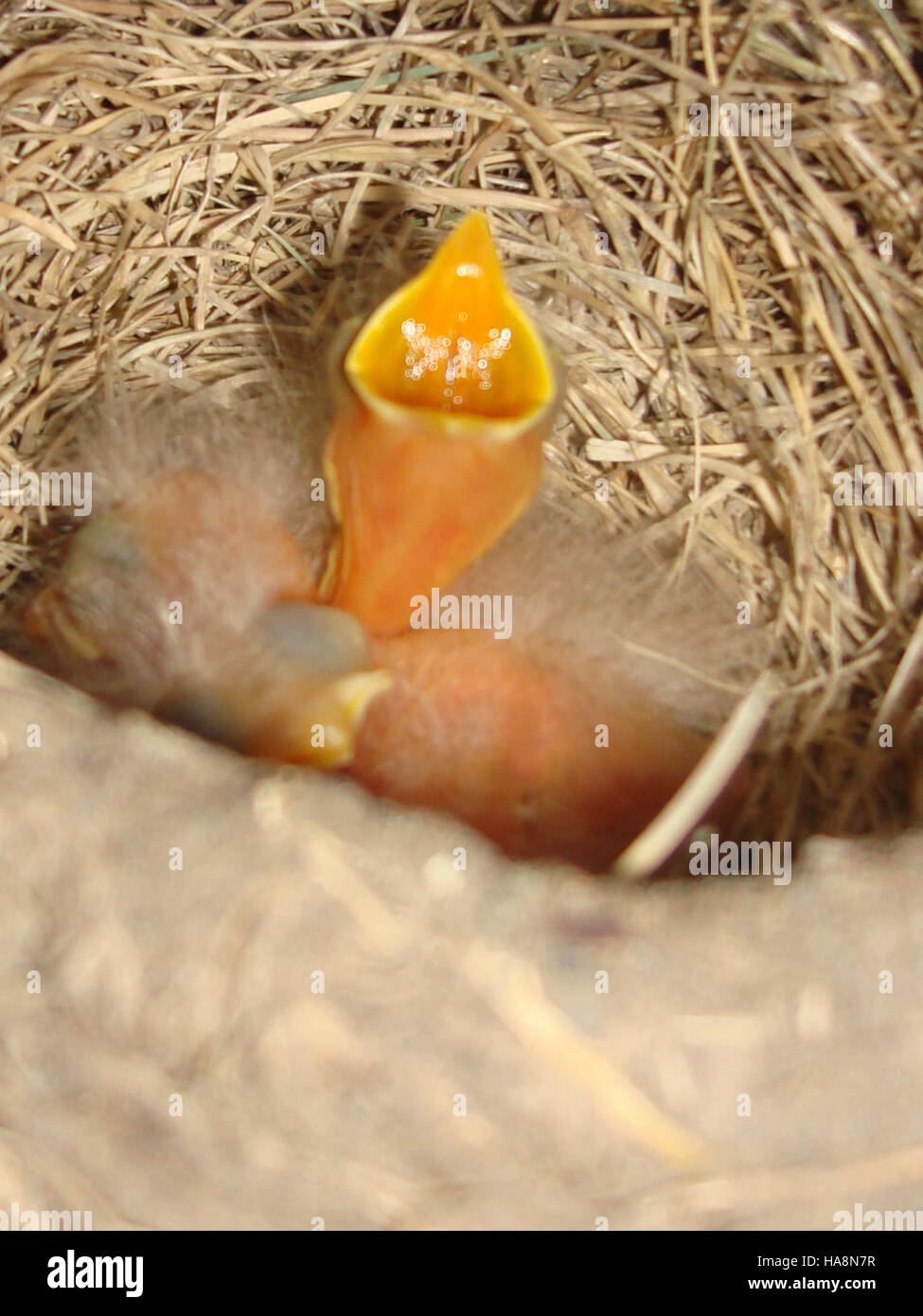 A young robin, pictured in a national park, demonstrates the growth ...