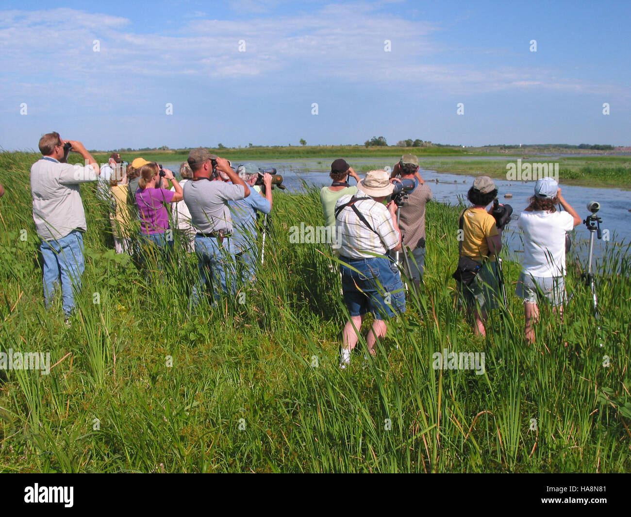 Birdwatching on the prairie, showcasing diverse bird species and their ...