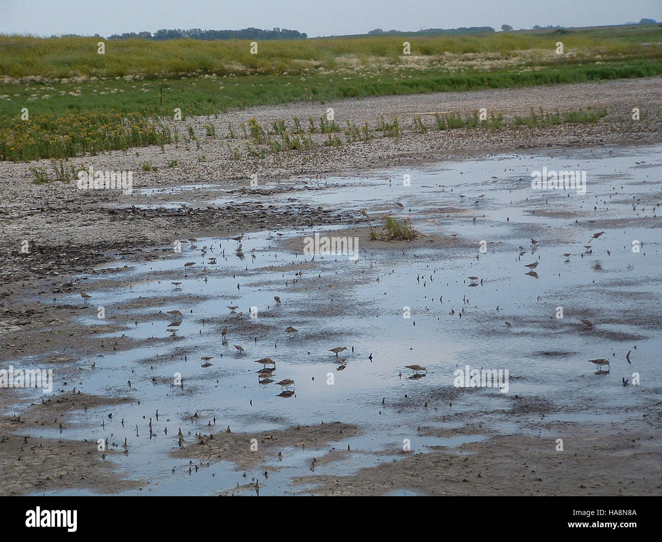 Decline of wildlife hi-res stock photography and images - Alamy