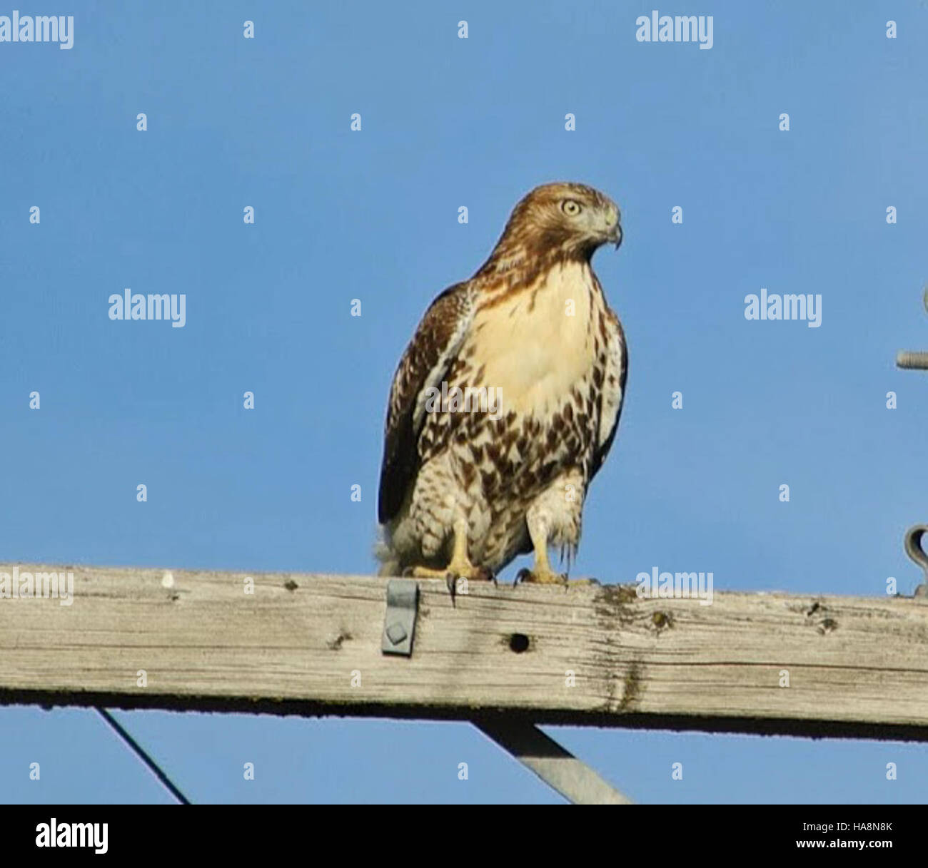 The Red-tailed Hawk, a species known for its keen hunting skills ...